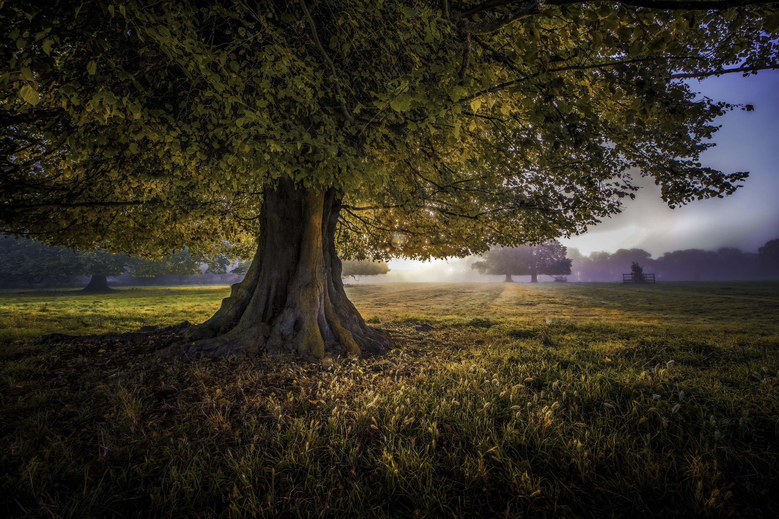 nature, trees, landscape HD Wallpaper