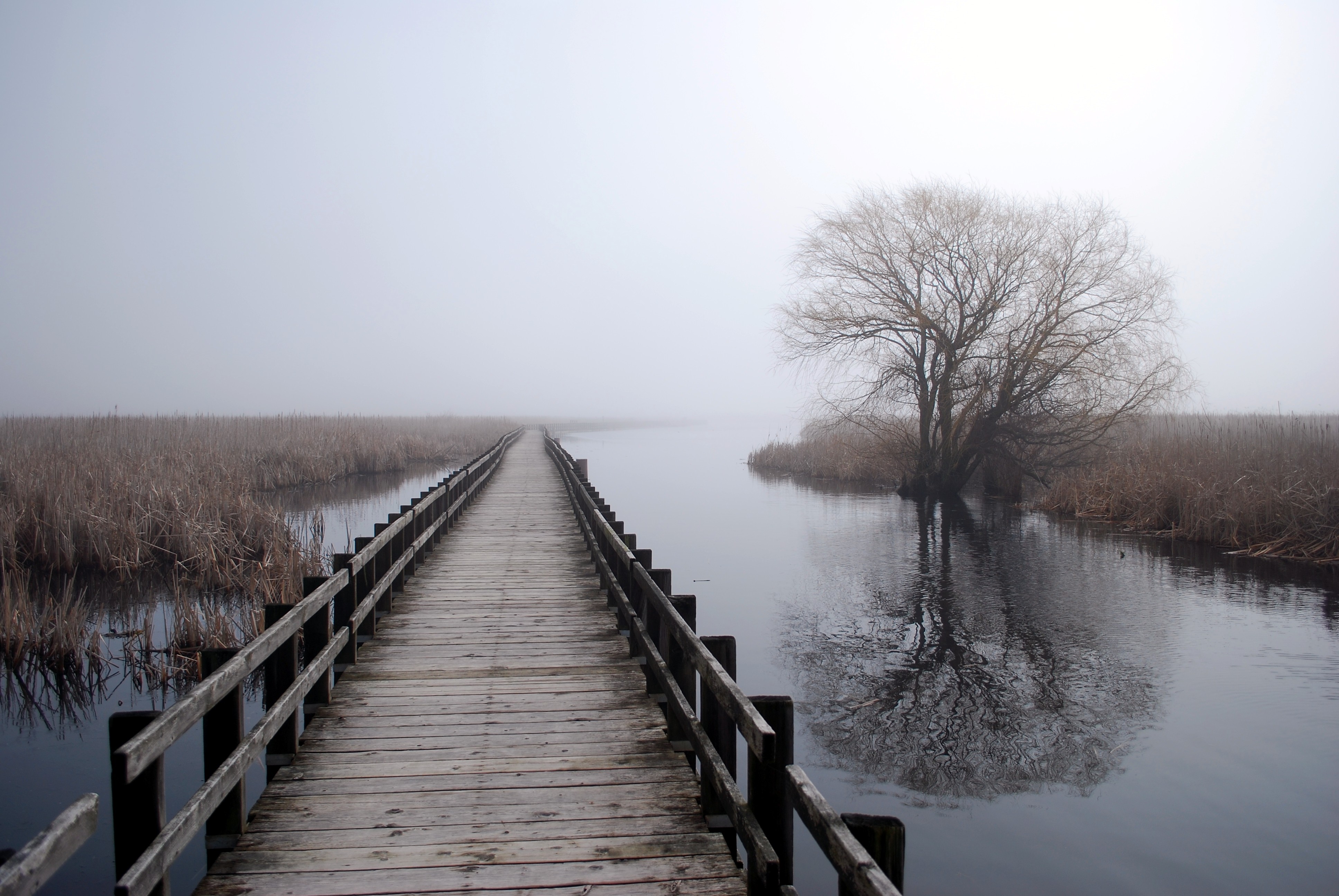 bridge, trees, landscape, water HD Wallpaper