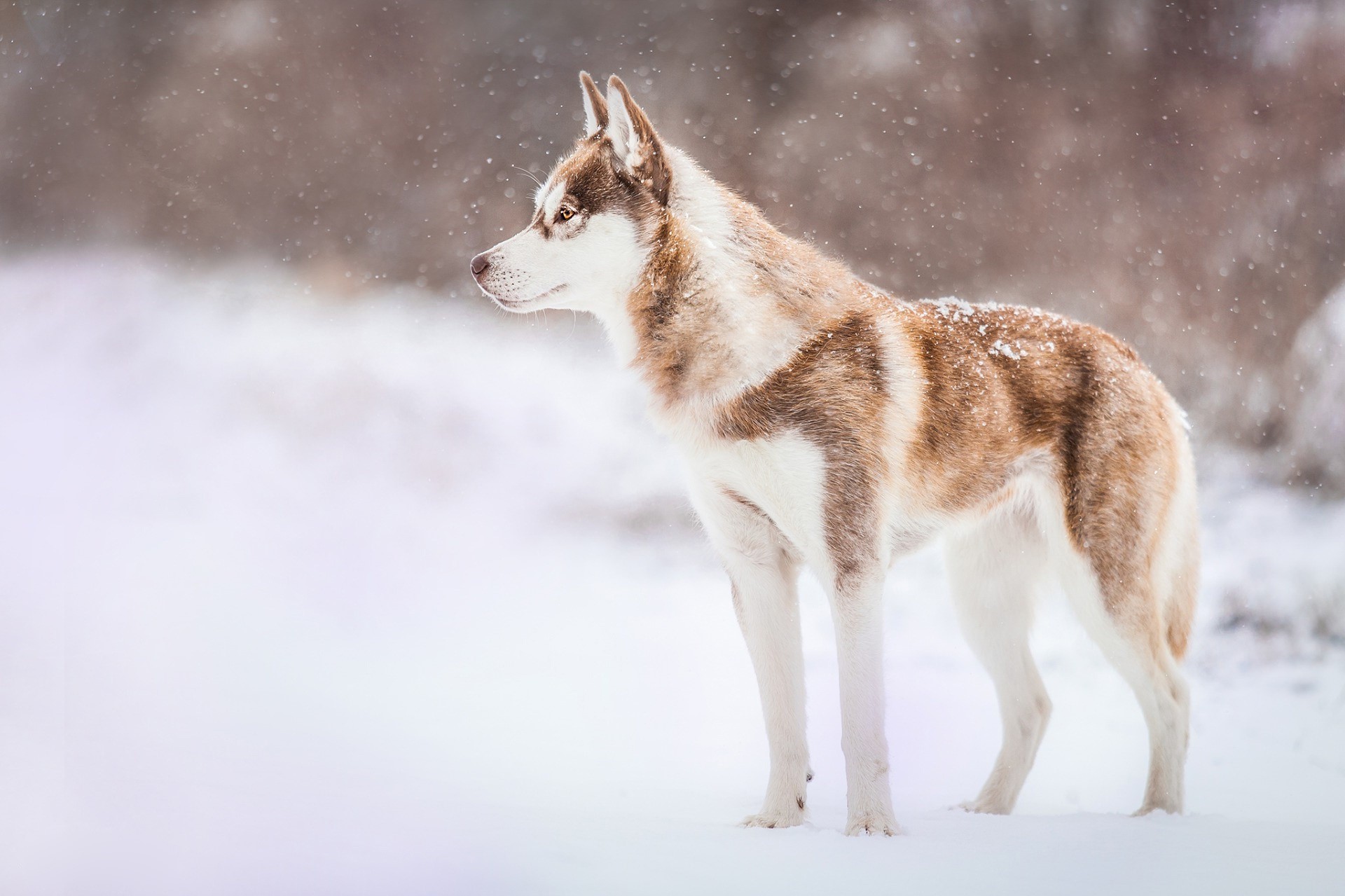 snow, outdoors, animals, mammals, dog HD Wallpaper