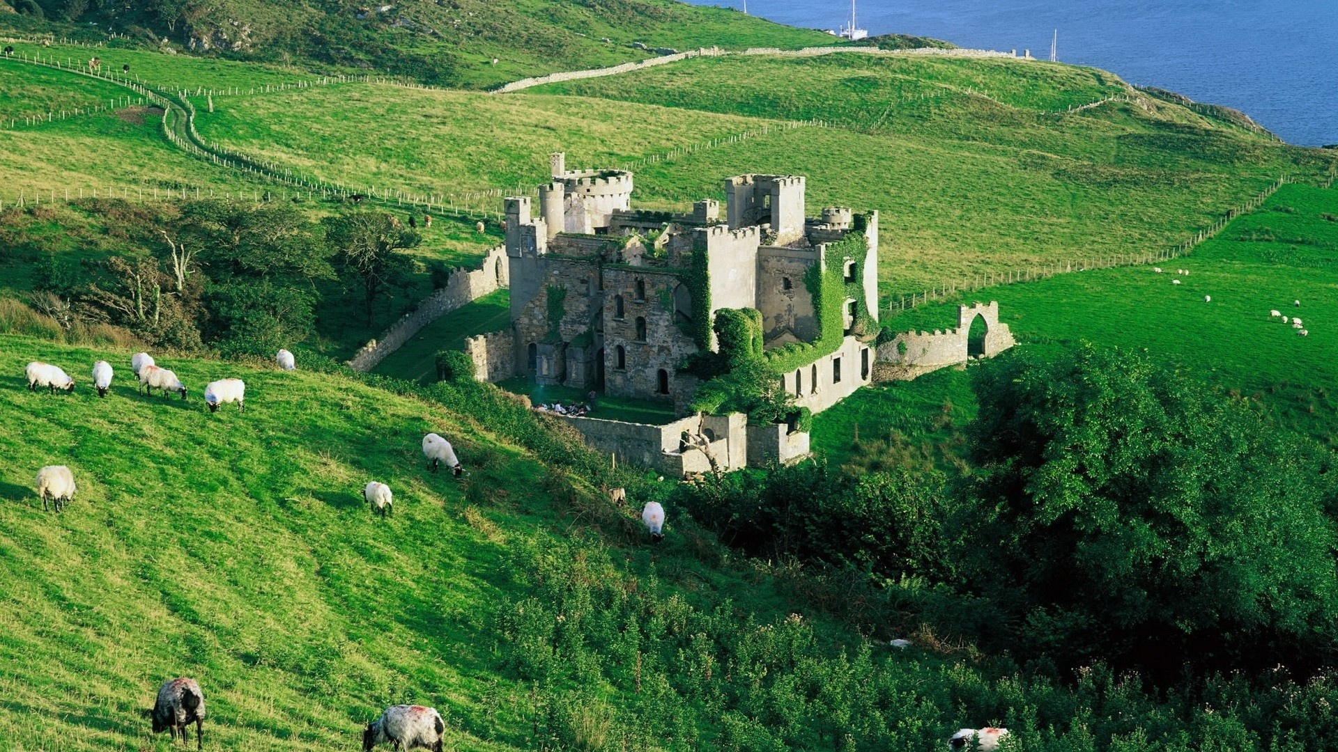 castle, landscape, Scotland, sheep HD Wallpaper