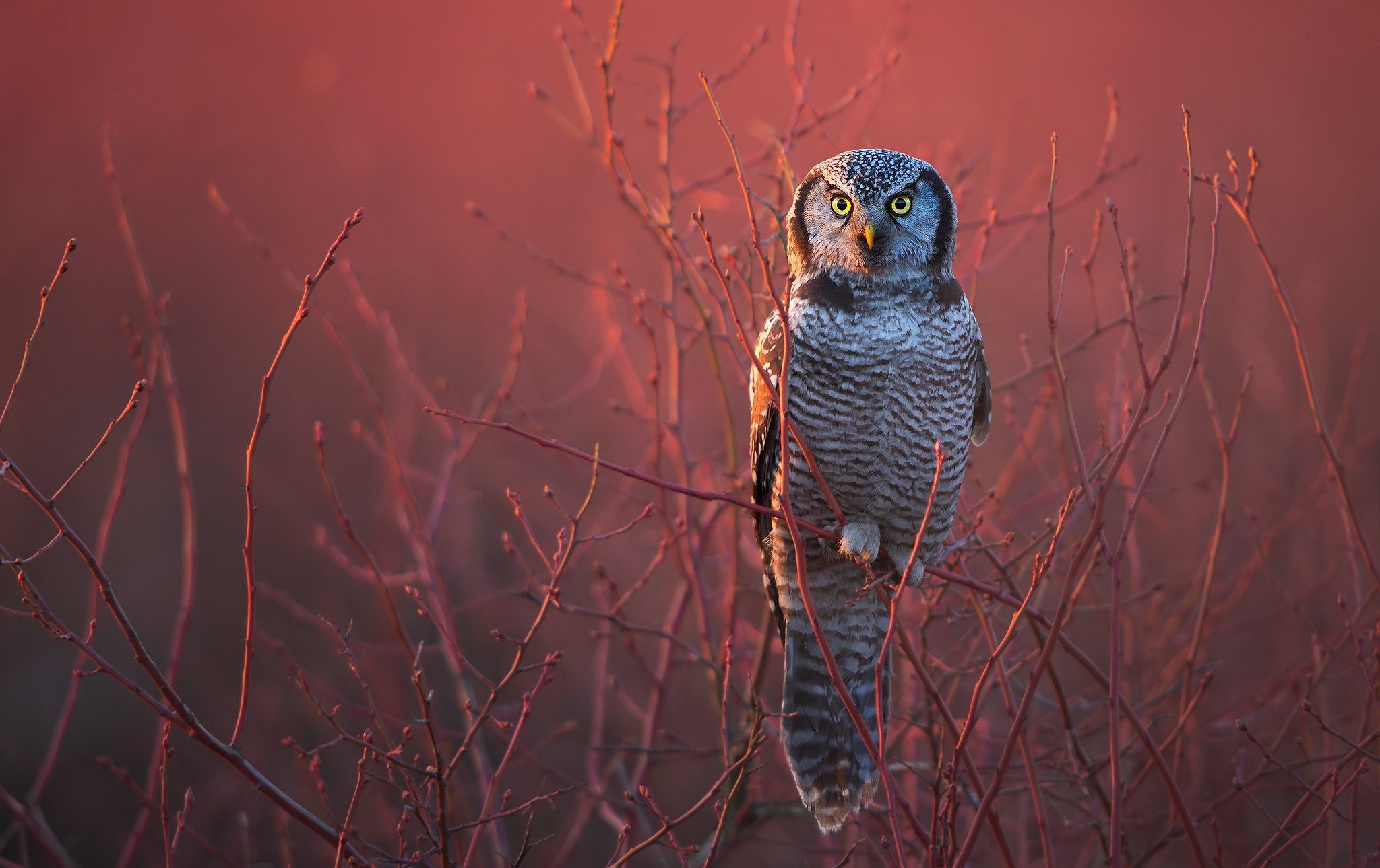 owl, colorful, artist, artwork, digital art, hd, 4k, 5k HD Wallpaper