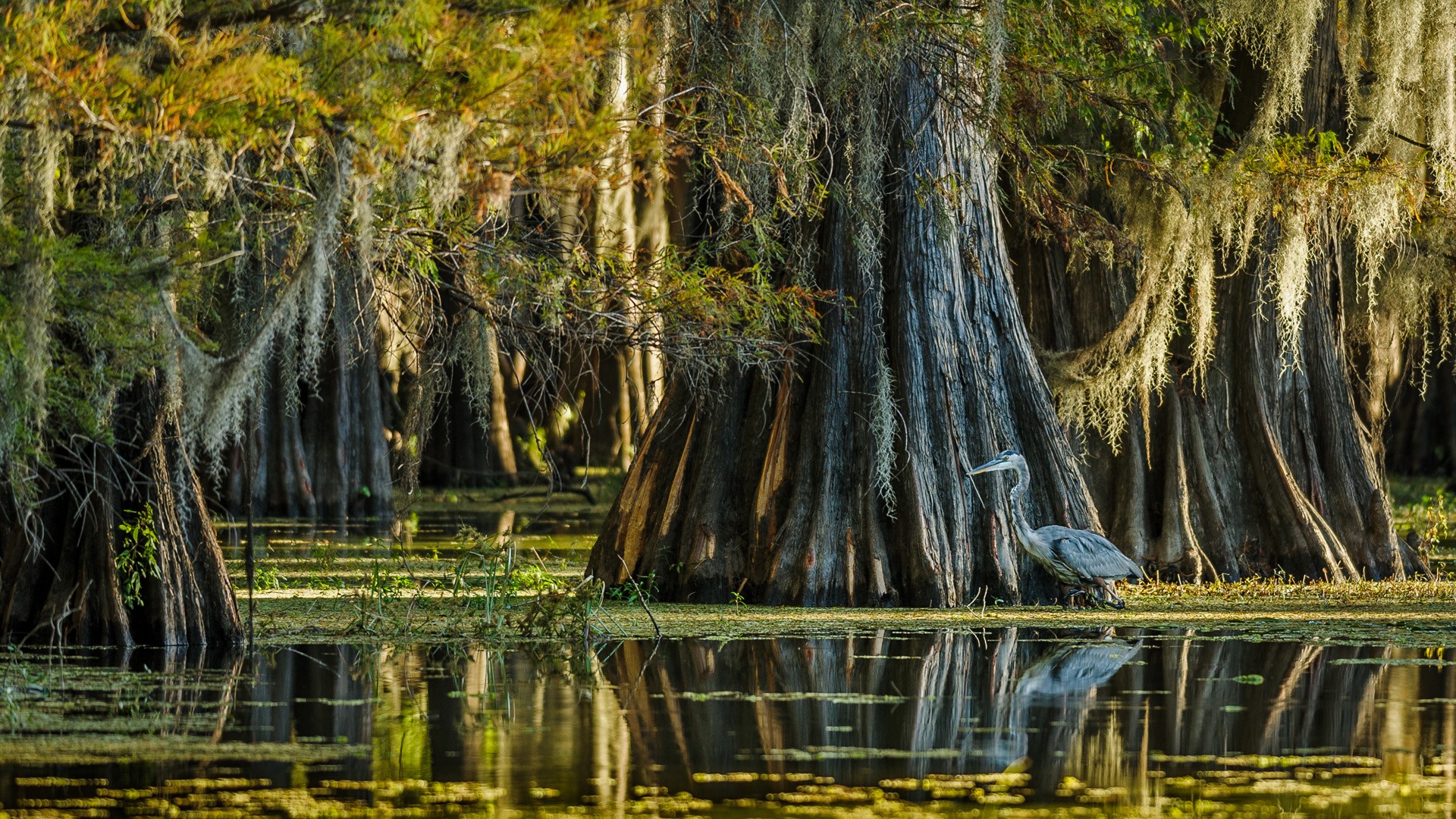 «swamp» HD Wallpapers