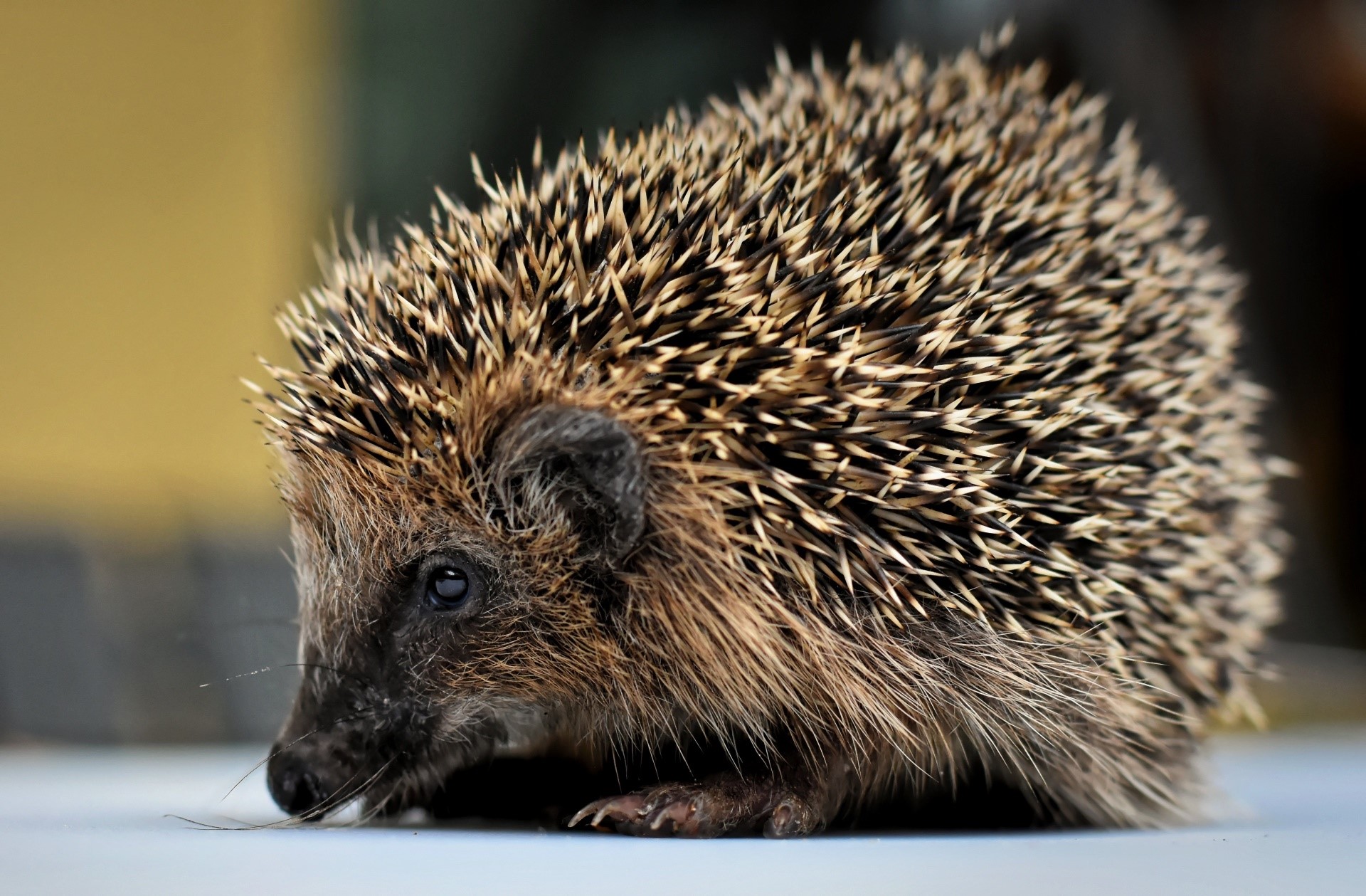 animals, mammals, hedgehog HD Wallpaper