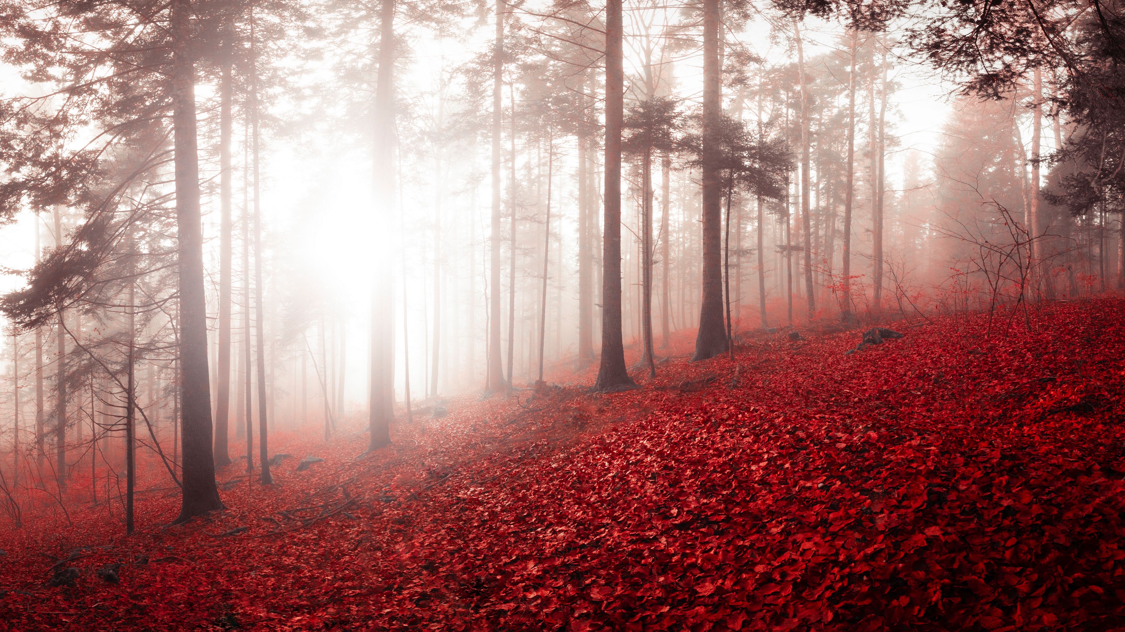 Forest, Fog, Autumn, Foliage, Trees, Switzerland, 4K Hd Wallpaper