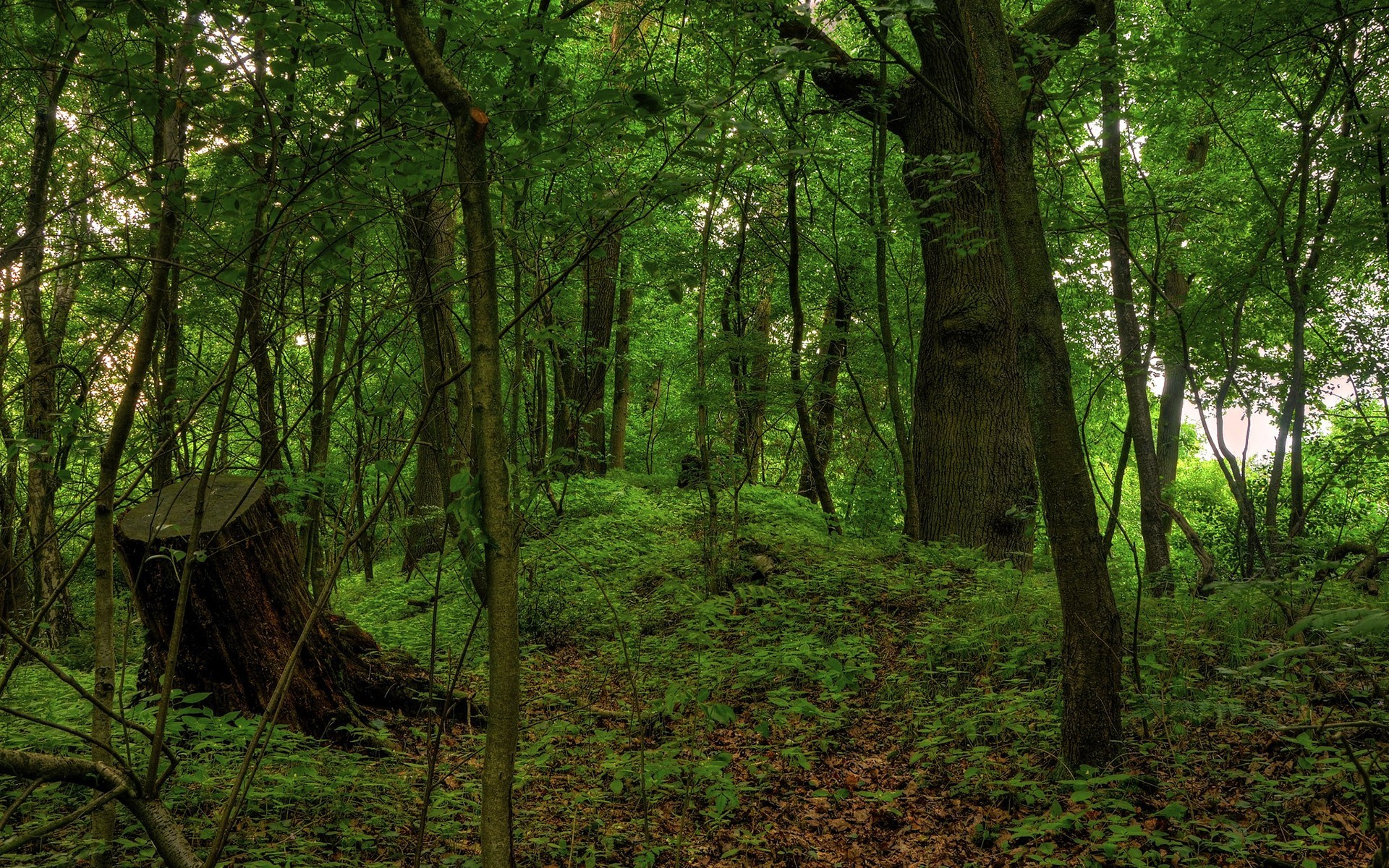 nature, forest, green, foliage, tree stump HD Wallpaper