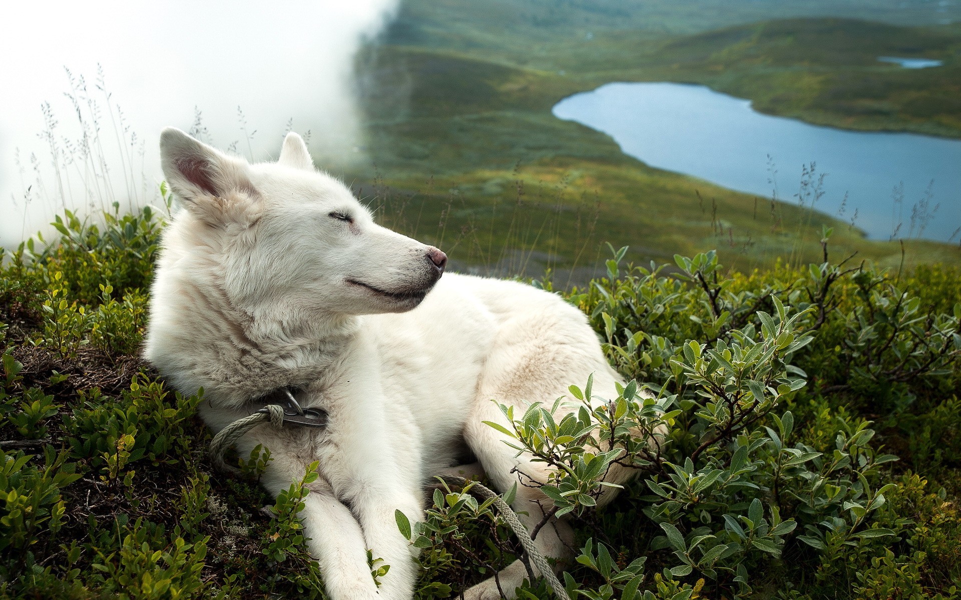 dog, pet, animals, nature, plants, lake, green, relaxing HD Wallpaper