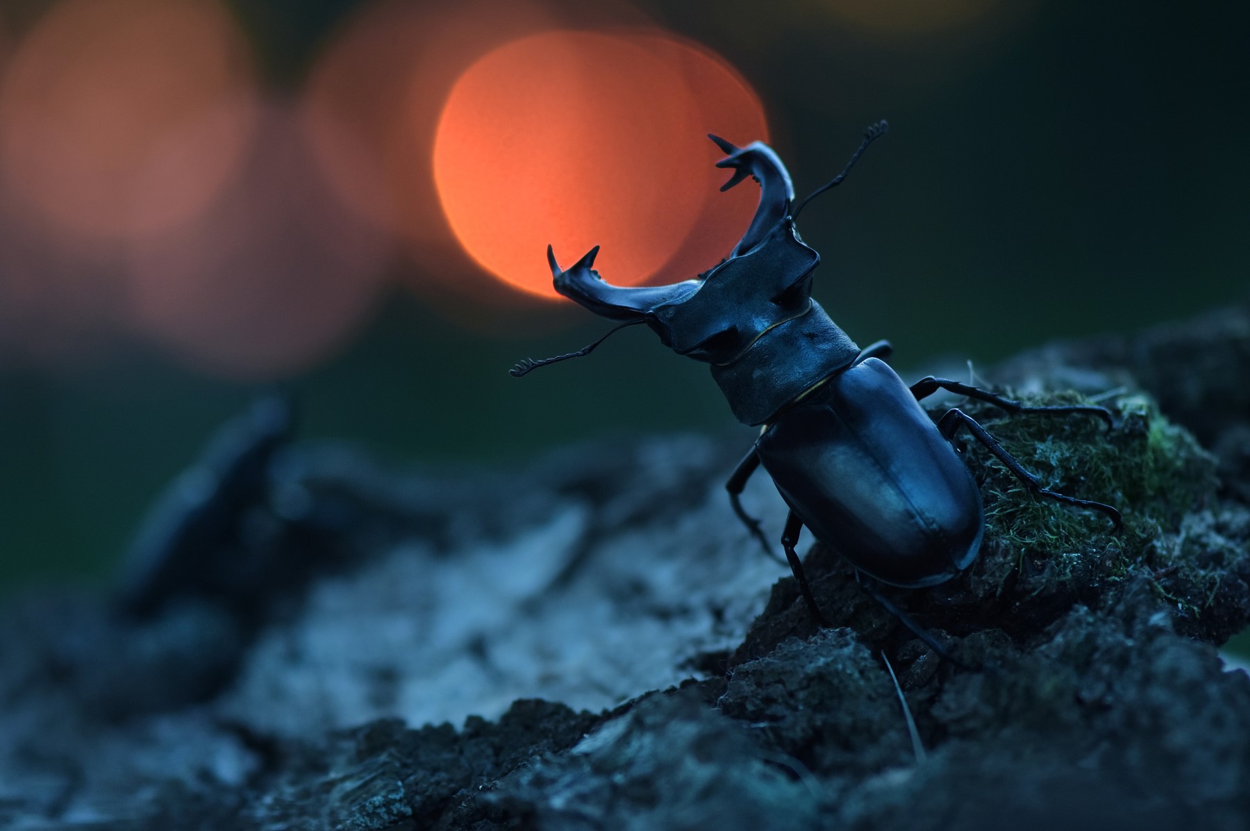«beetles» HD Wallpapers
