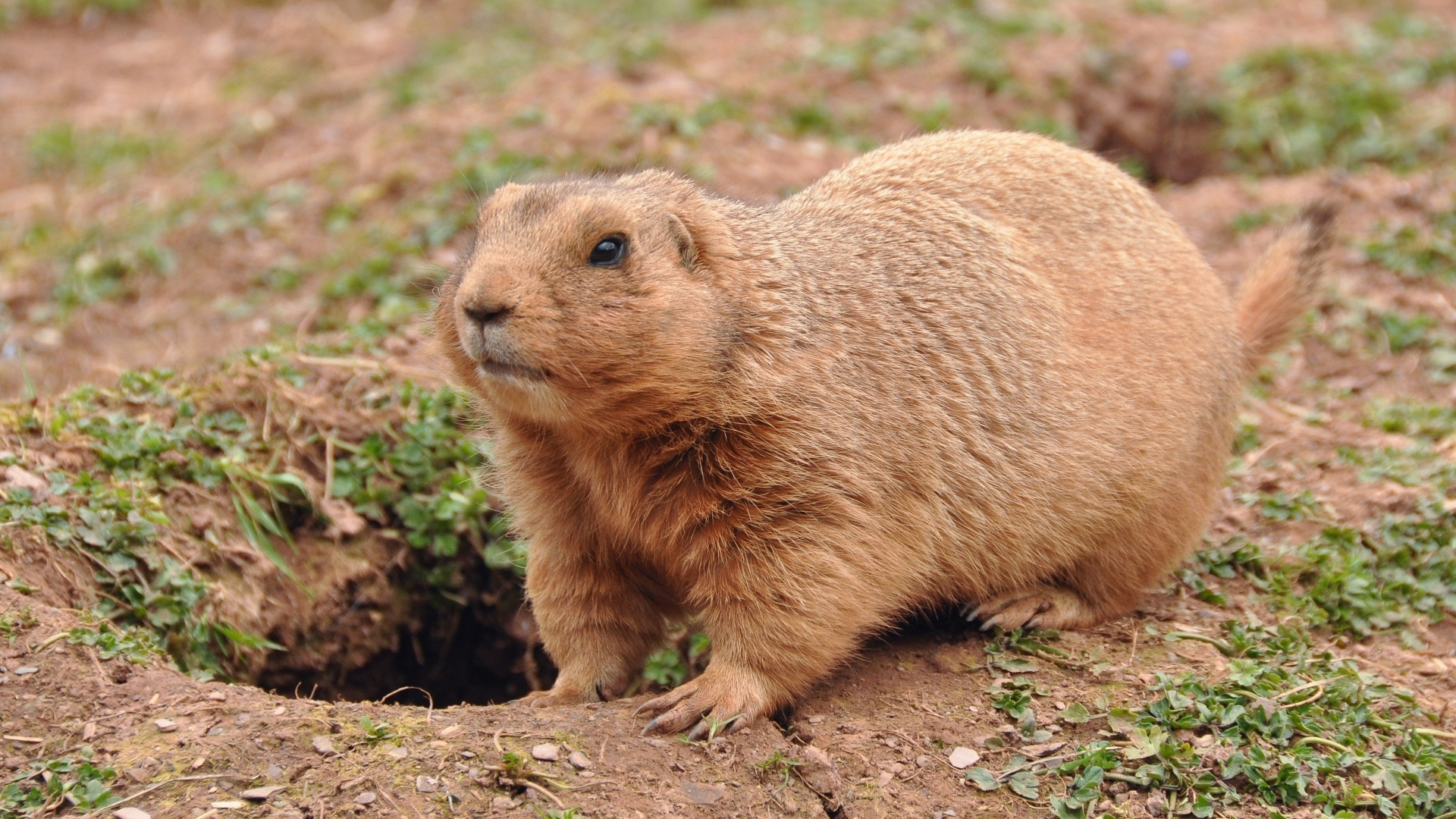 «marmot» 1080P, 2k, 4k Full HD Wallpapers, Backgrounds Free Download ...
