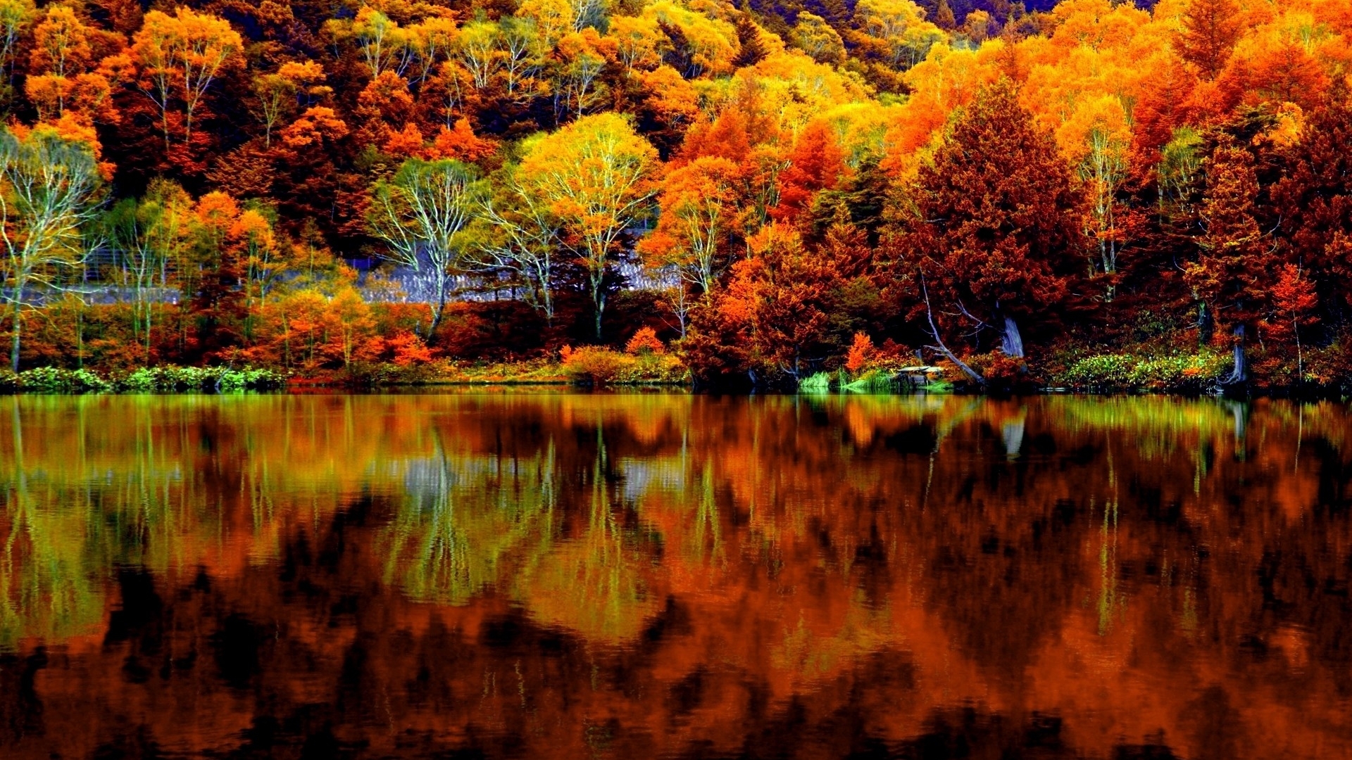 forest, fall, autumn, nature, season, reflection, trees, lake HD Wallpaper