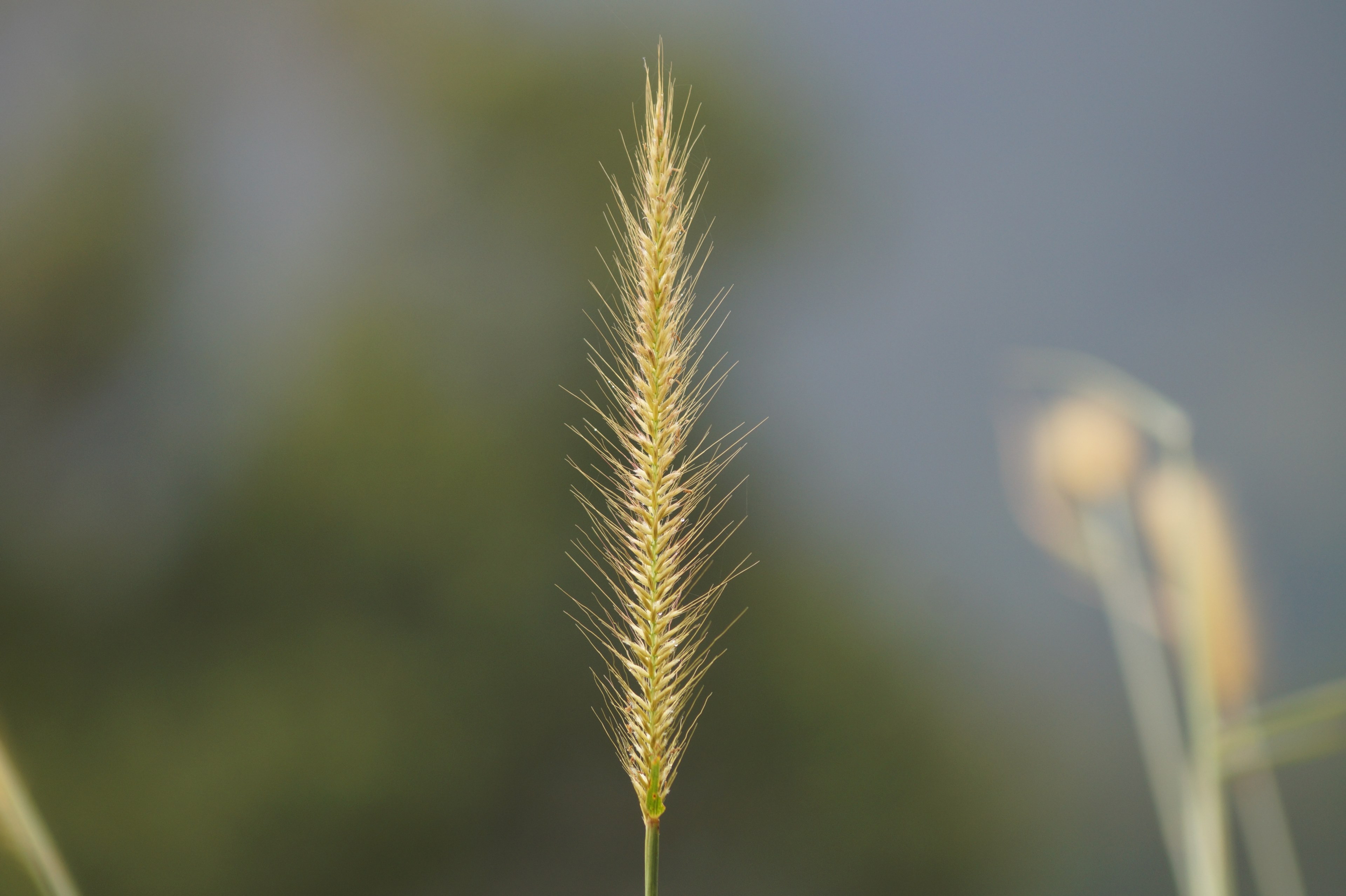 wheat plant flower 4k HD Wallpaper