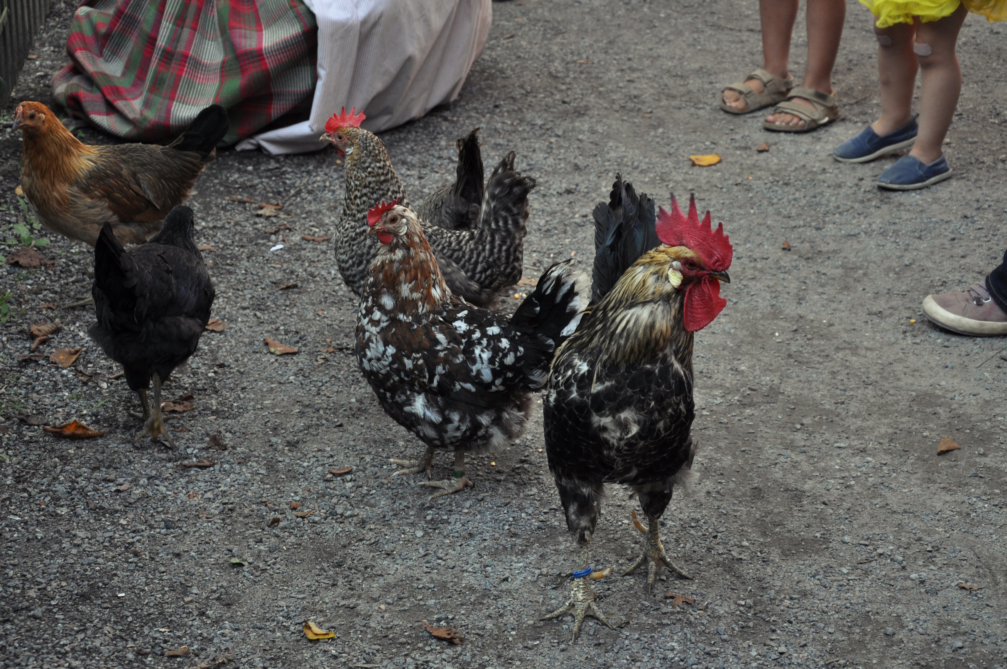 chicken hen bird and poultry 4k HD Wallpaper