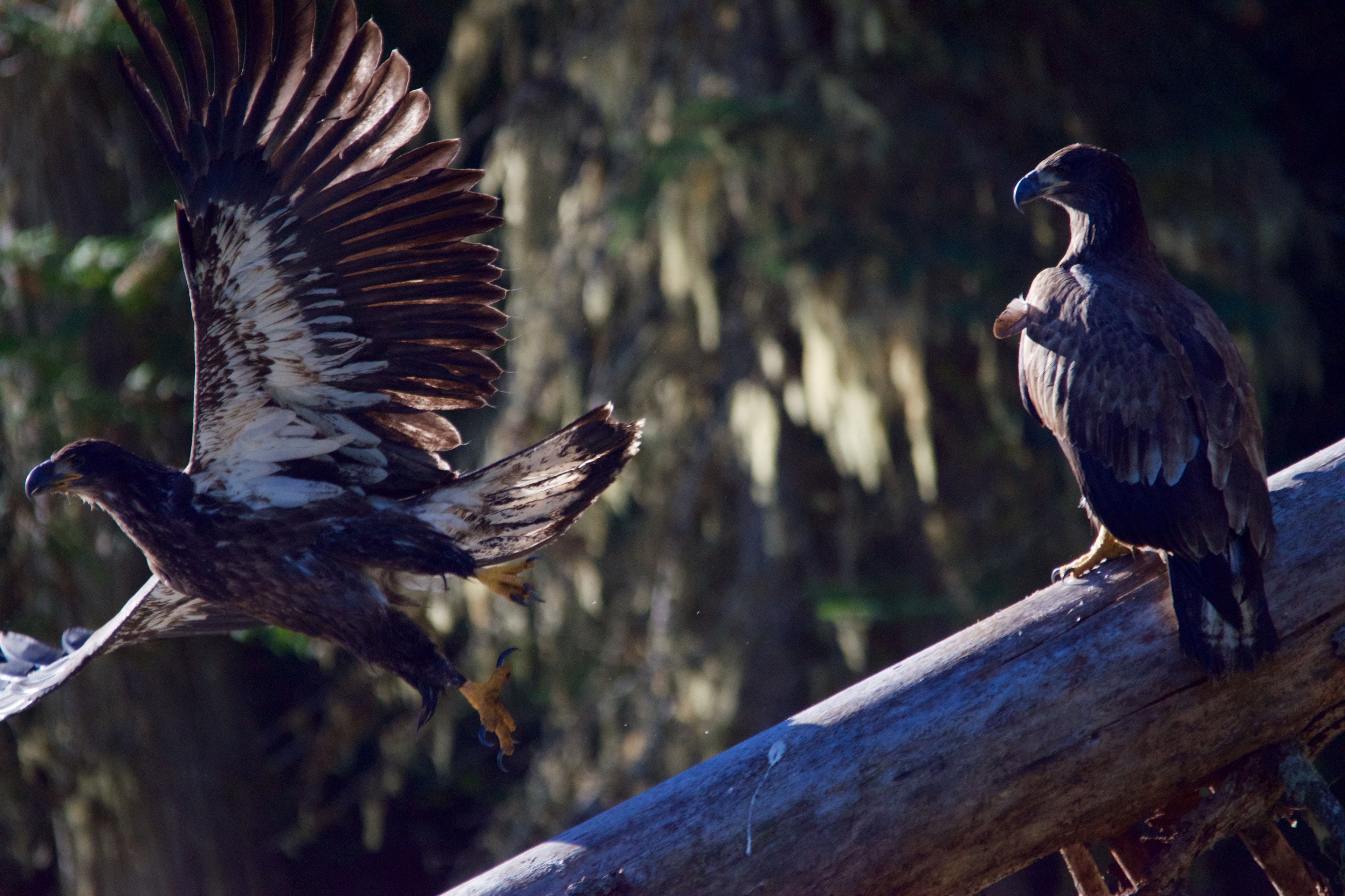 tree house field and turkey 4k HD Wallpaper