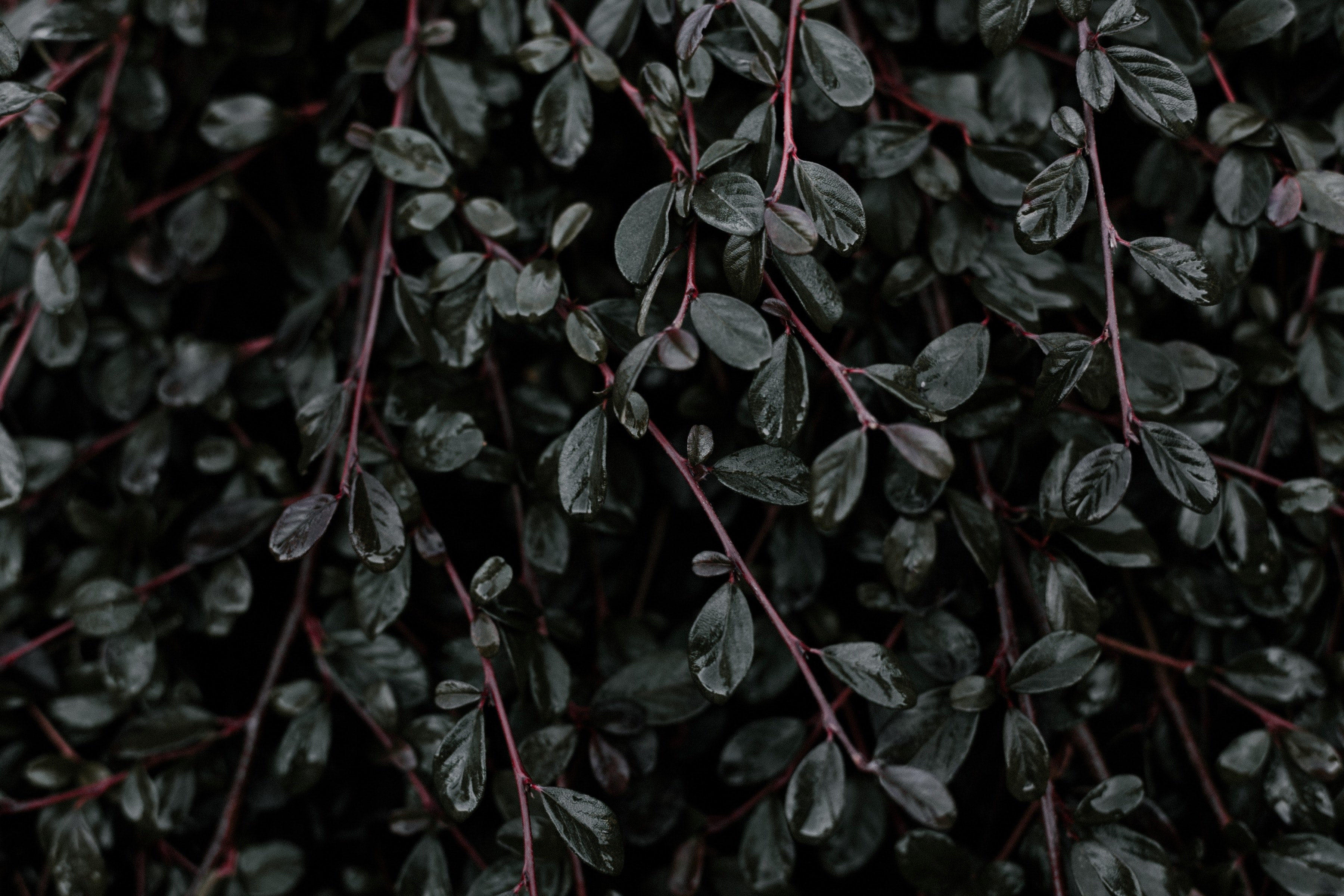 deep green 4k HD Wallpaper