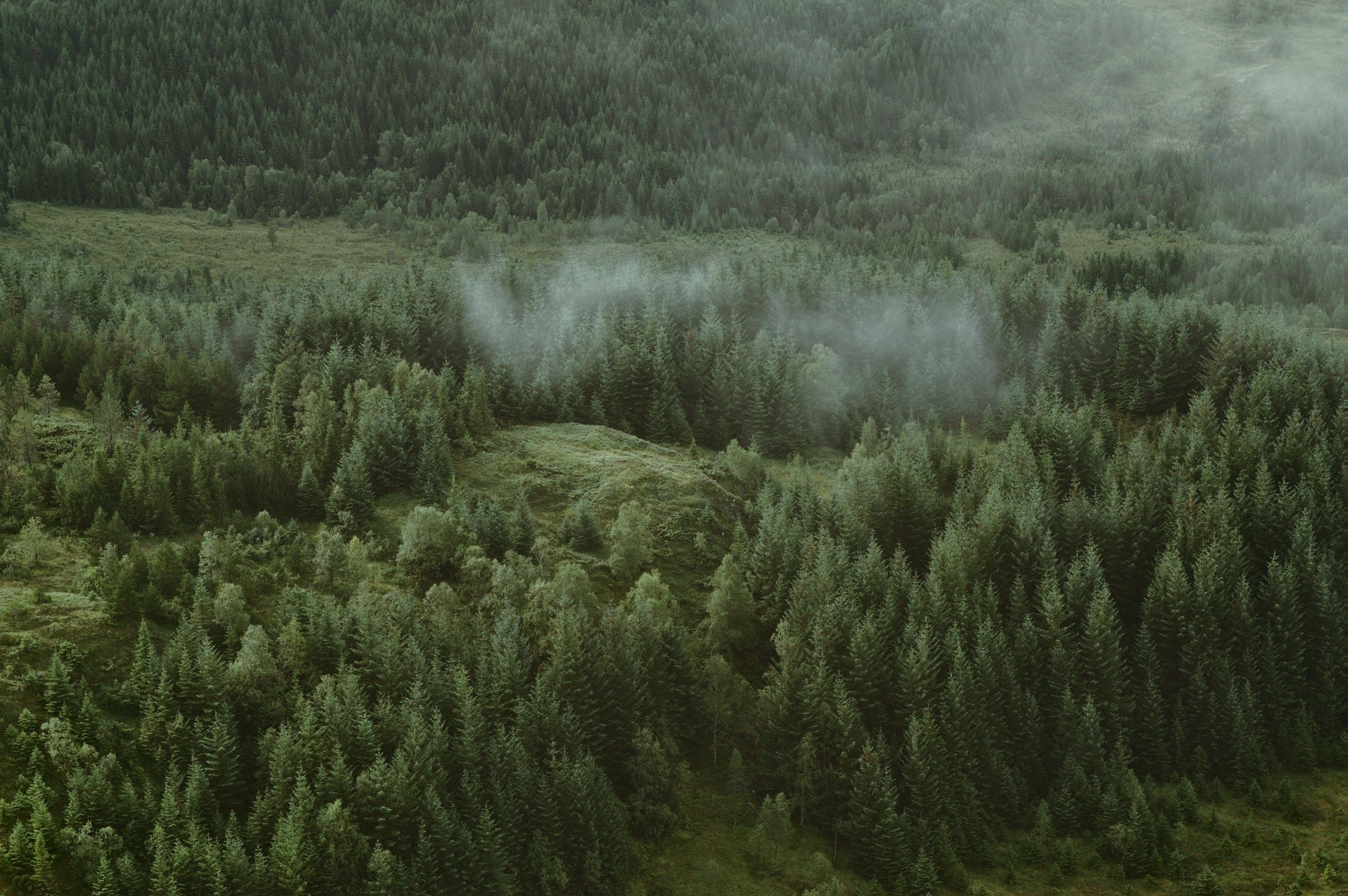tree fog forest and cloud 4k HD Wallpaper