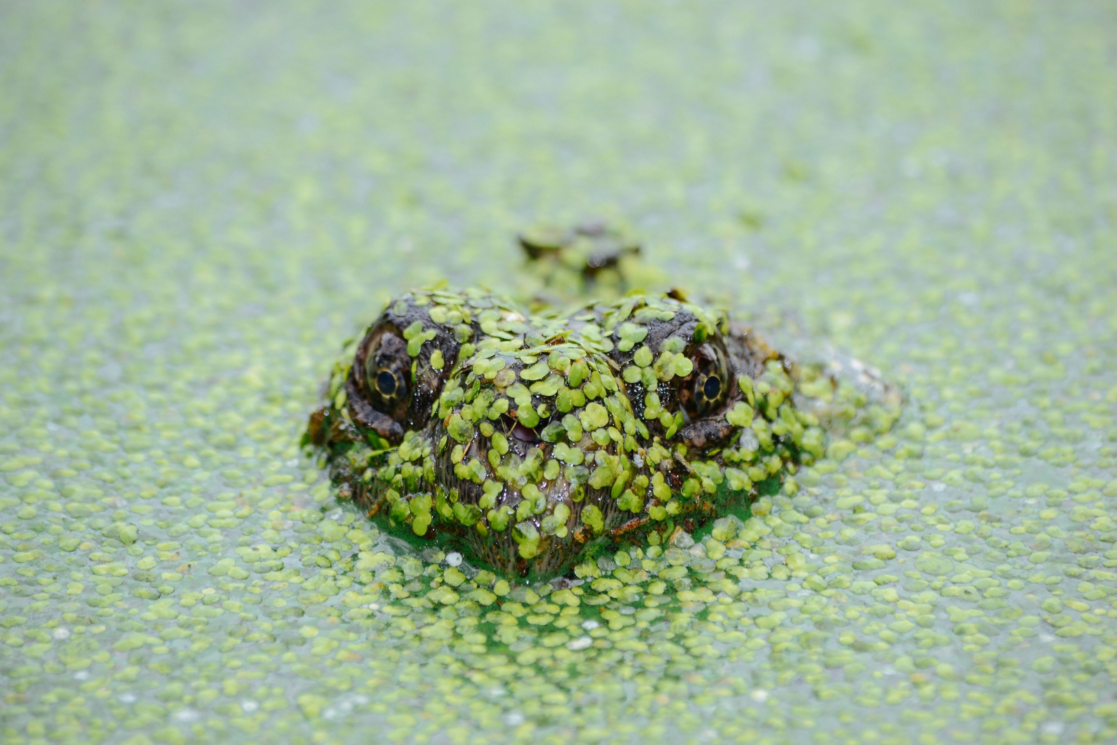 water frog animal and swamp 4k HD Wallpaper