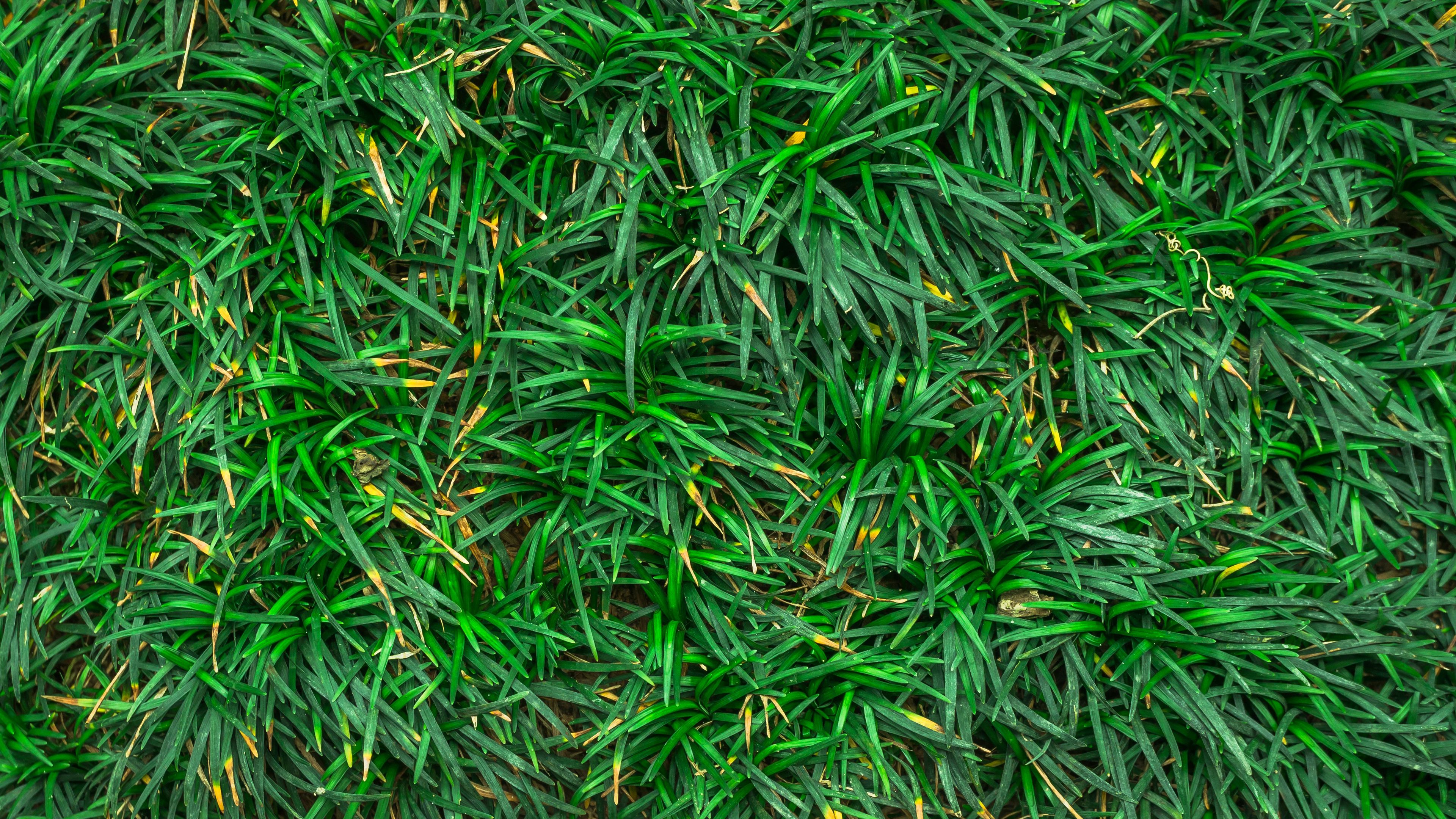 grass, closeup, green, 4k HD Wallpaper