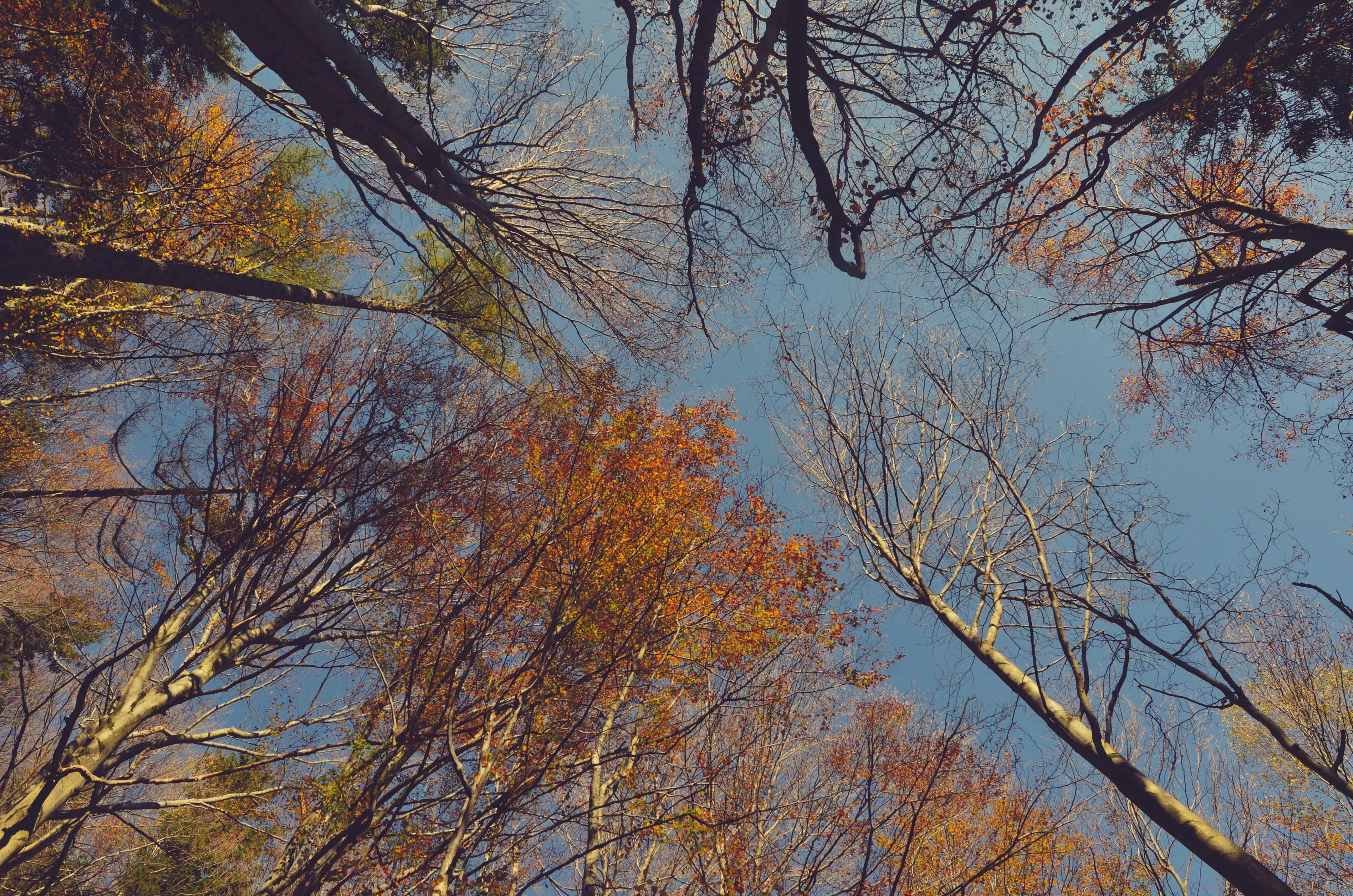 tree texture environment and sky 4k HD Wallpaper