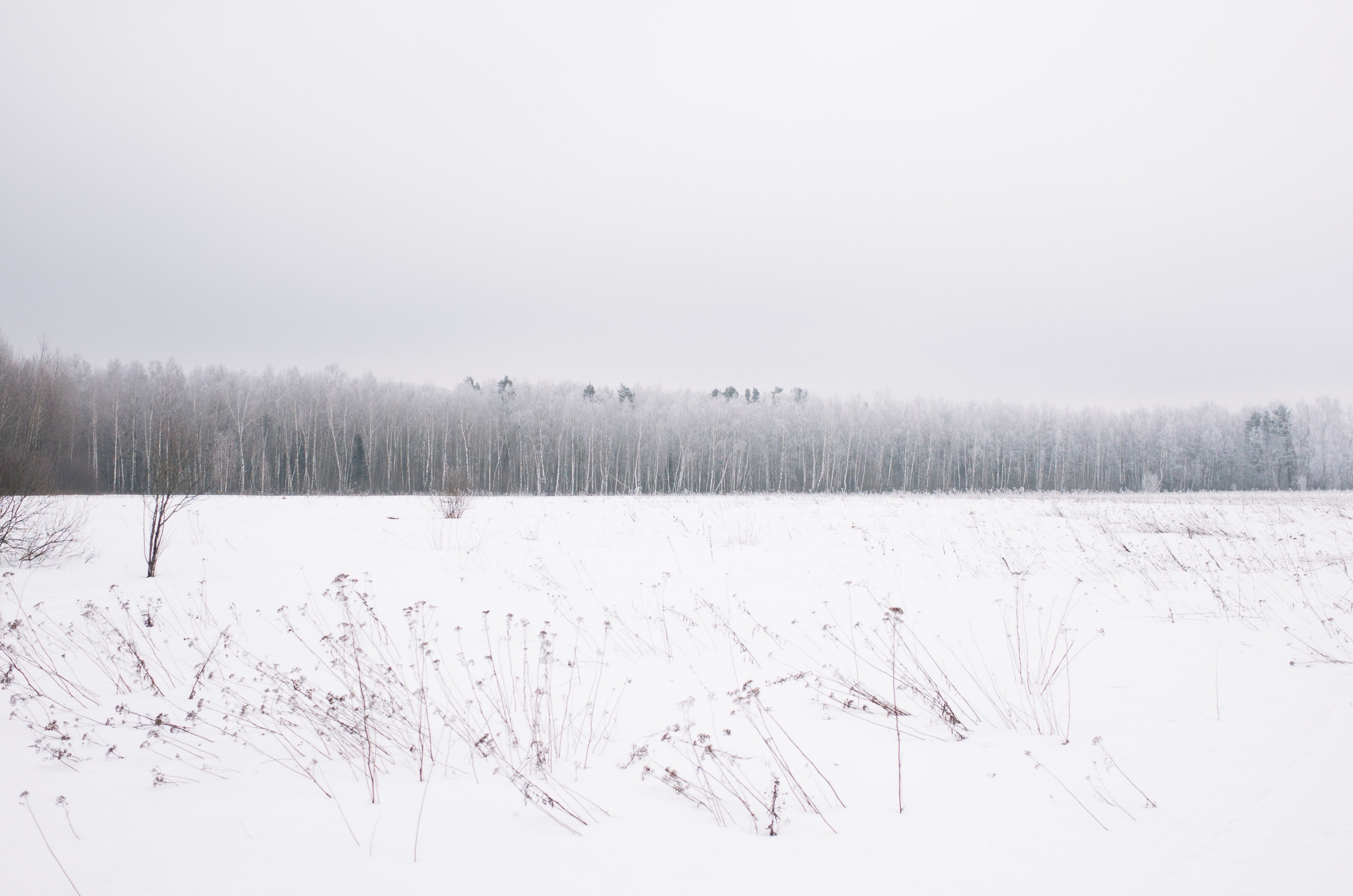 snowy open land with rows of trees in russia, white forest in russia 4k ...