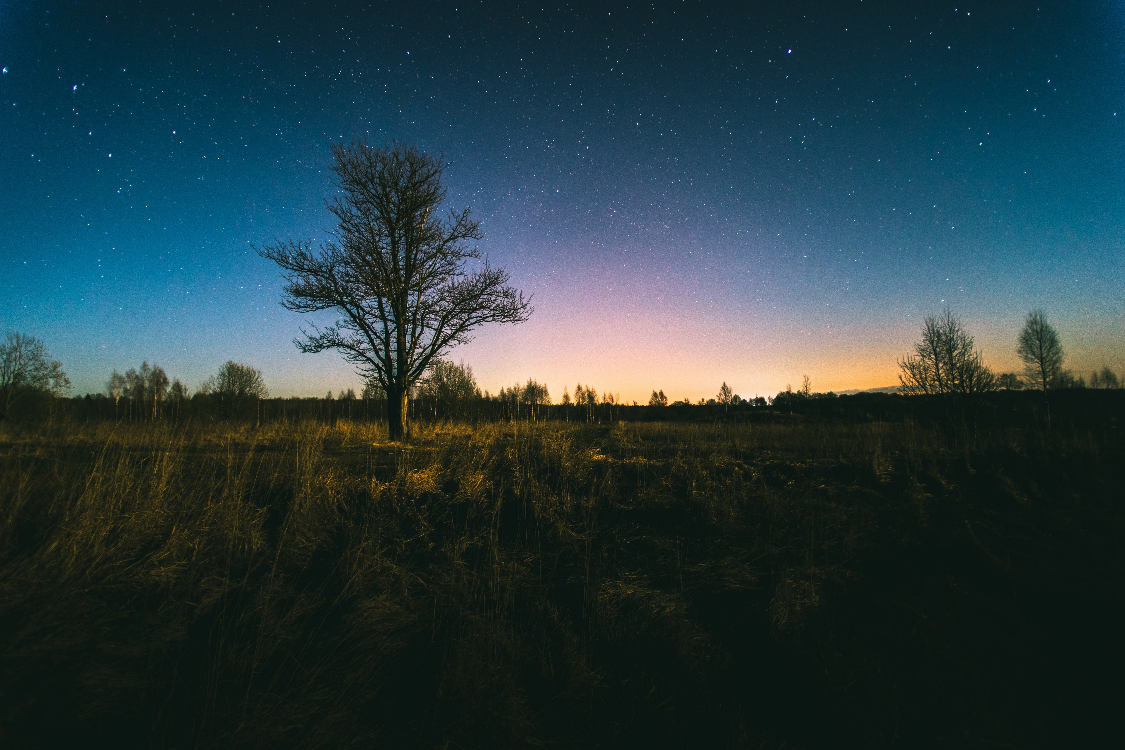 nightscape night astrophotography and tree 4k HD Wallpaper