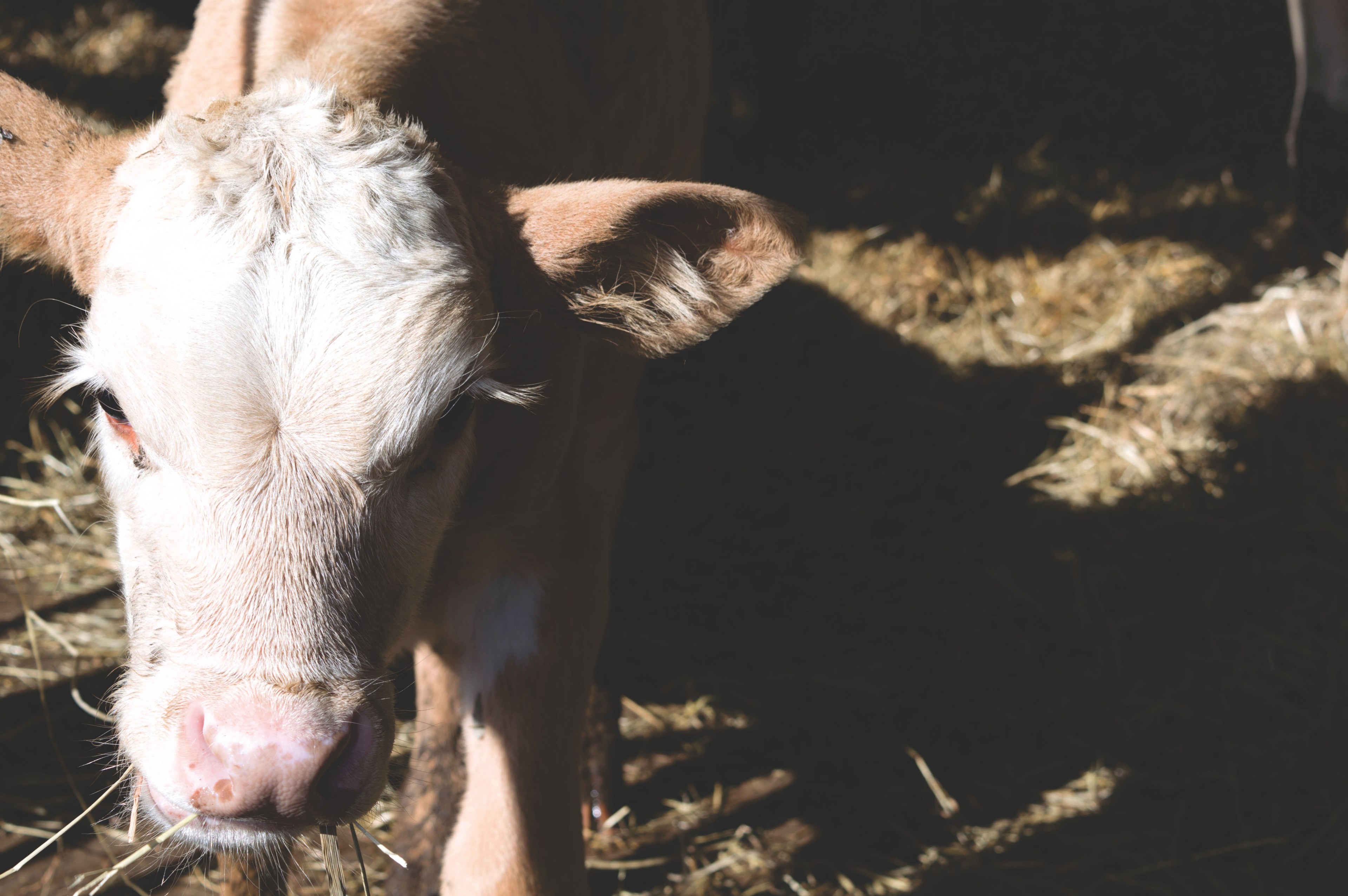eye farm animal and cow 4k HD Wallpaper