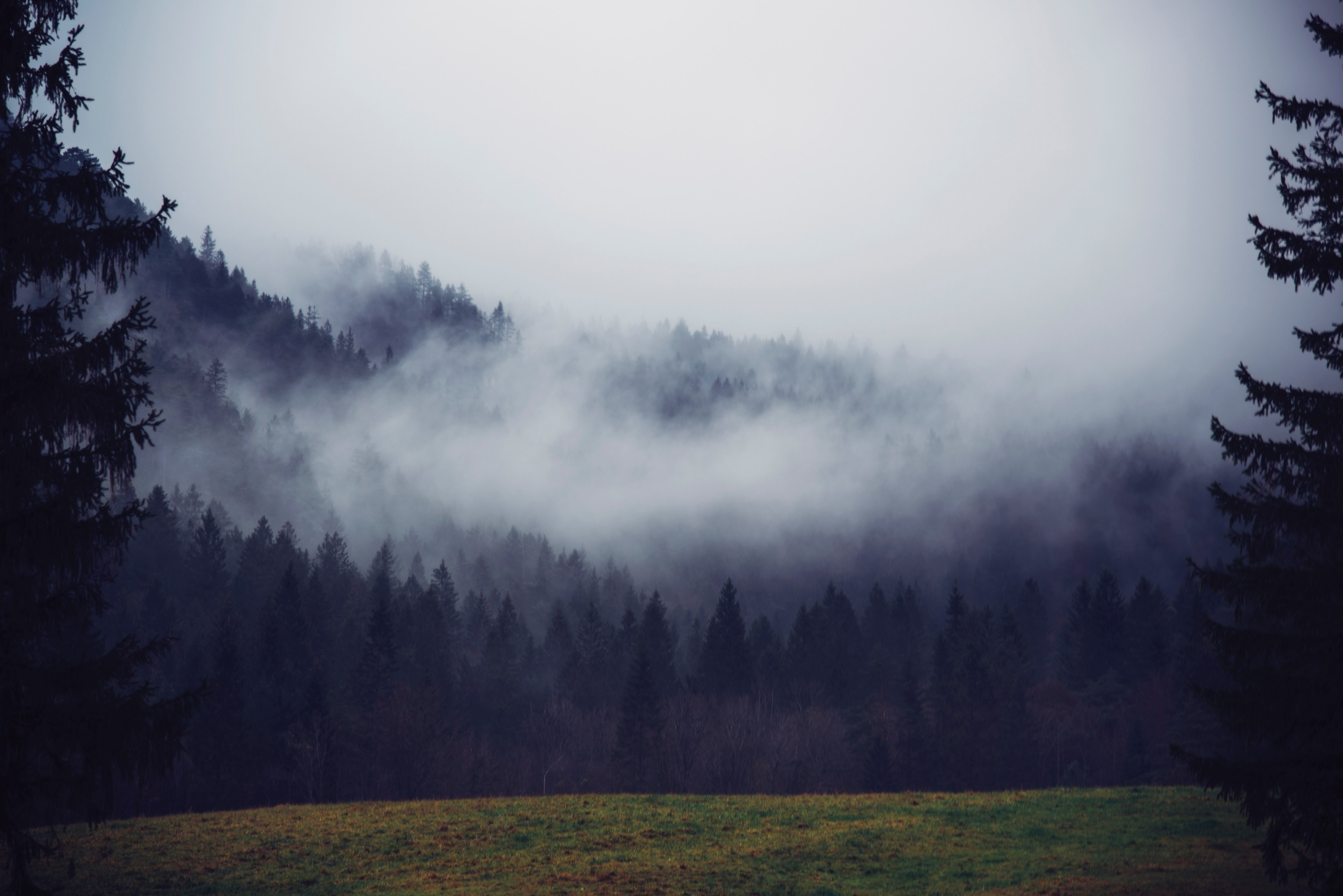 forest minimal fog and mist 4k HD Wallpaper