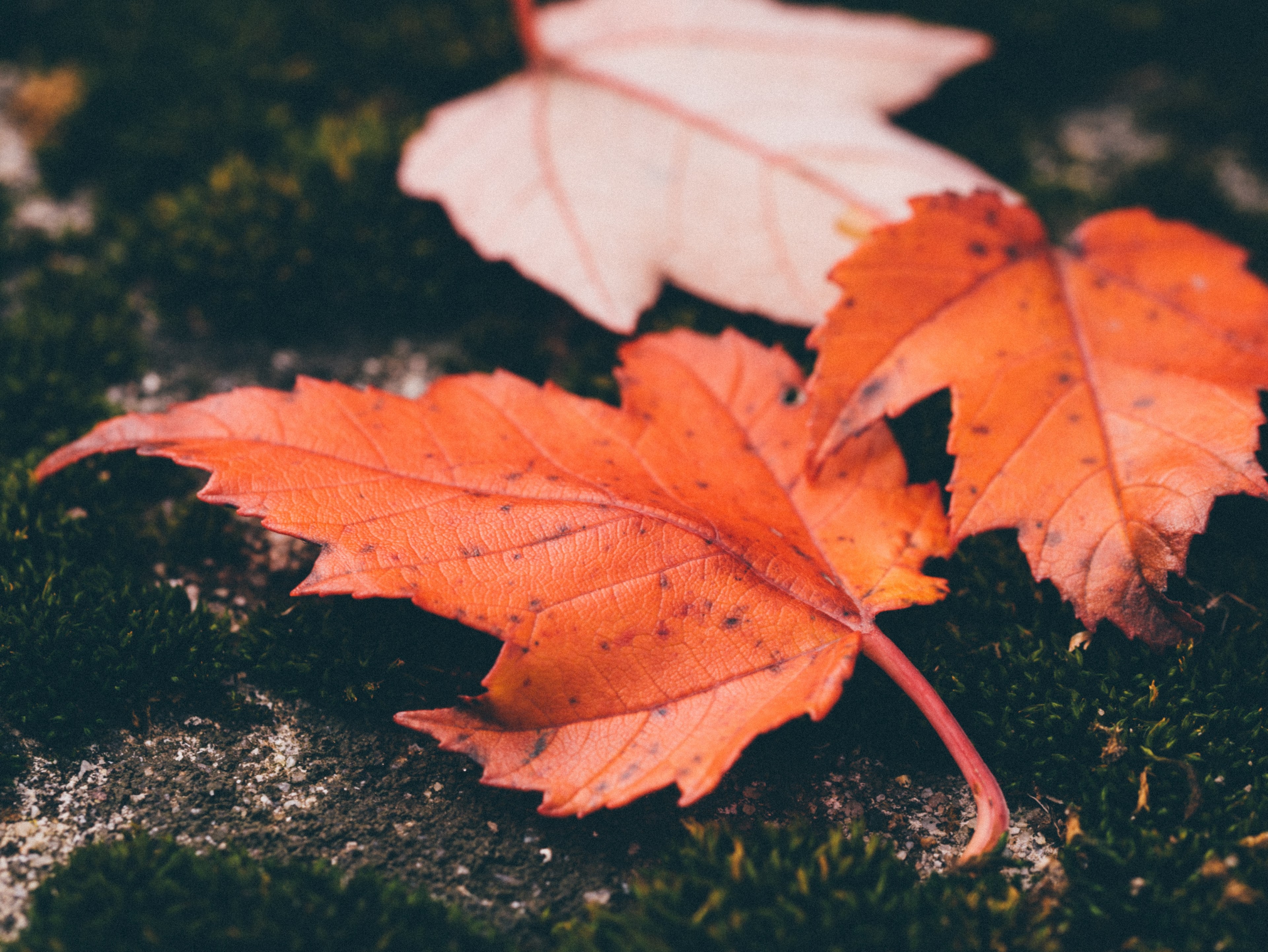leaf autumn fall and tree 4k HD Wallpaper