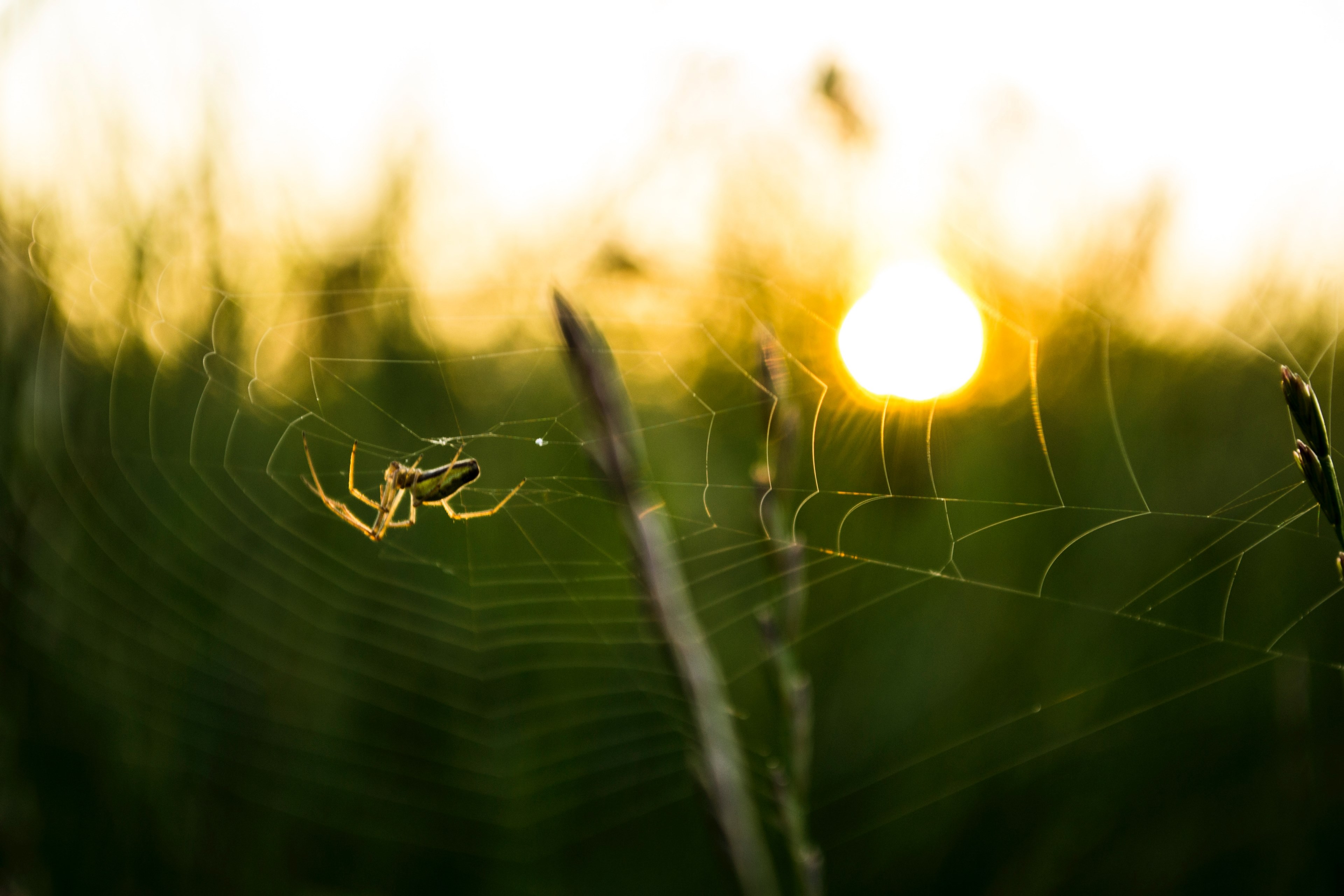 spider in the sun 4k HD Wallpaper