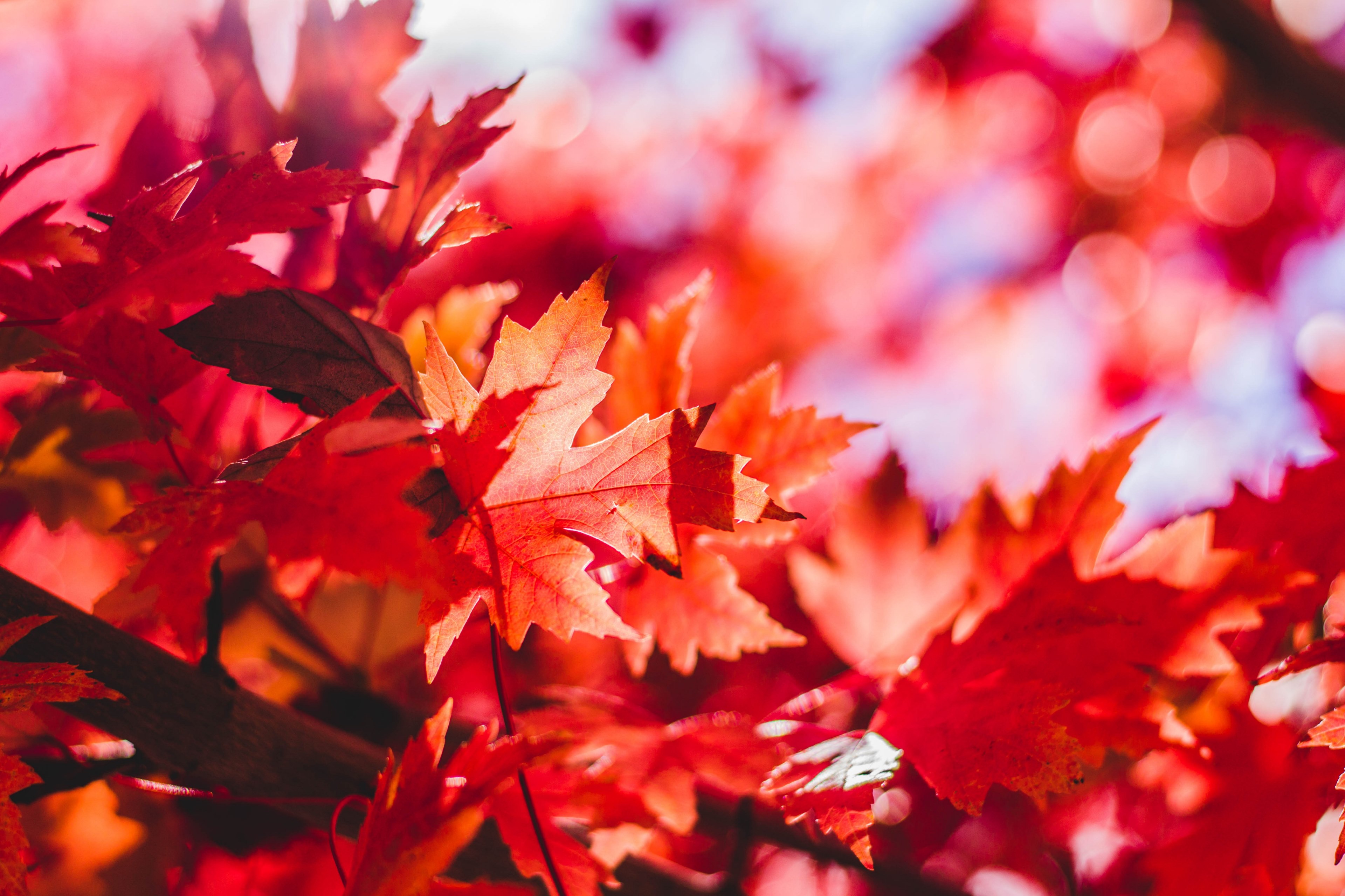 texture leafe and red 4k HD Wallpaper
