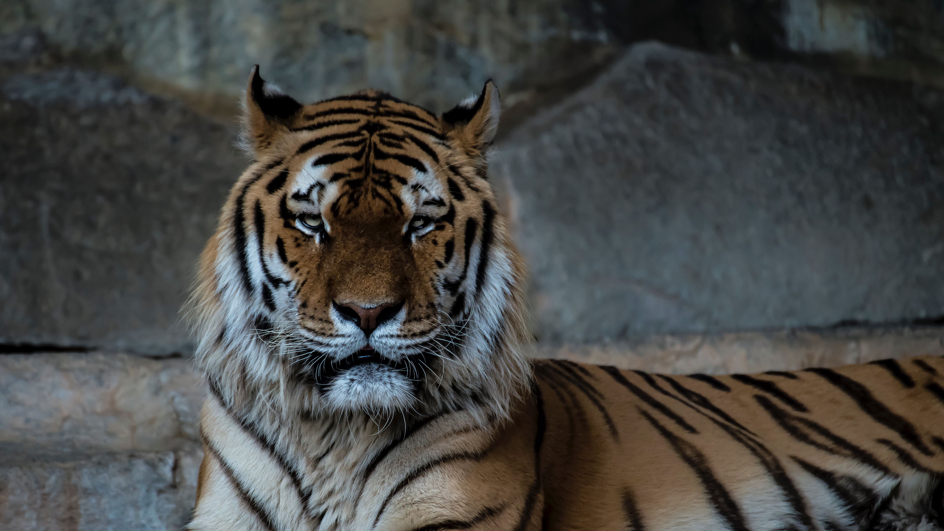 tiger, predator, muzzle, big cat, 4k HD Wallpaper
