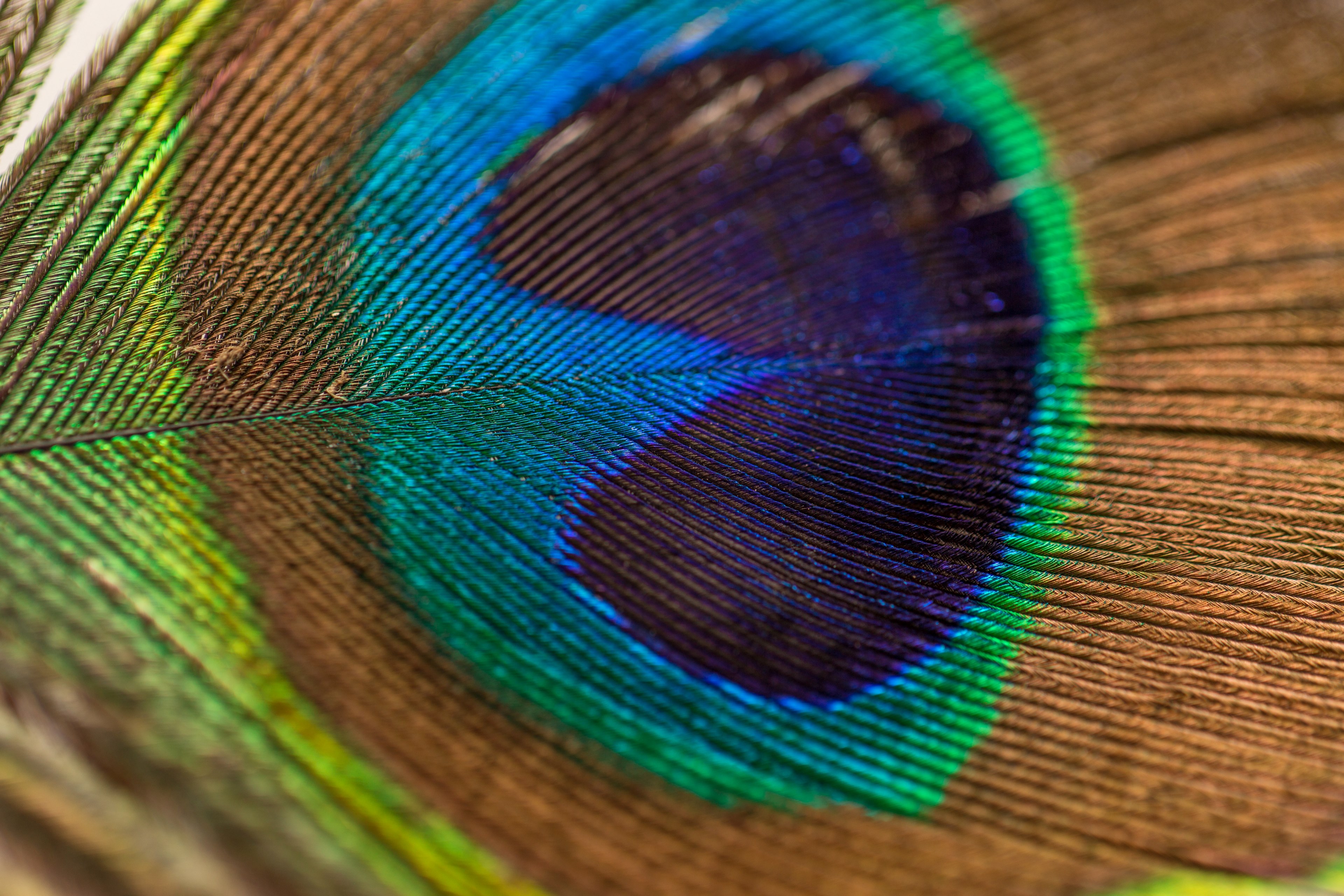 peacock 4k HD Wallpaper