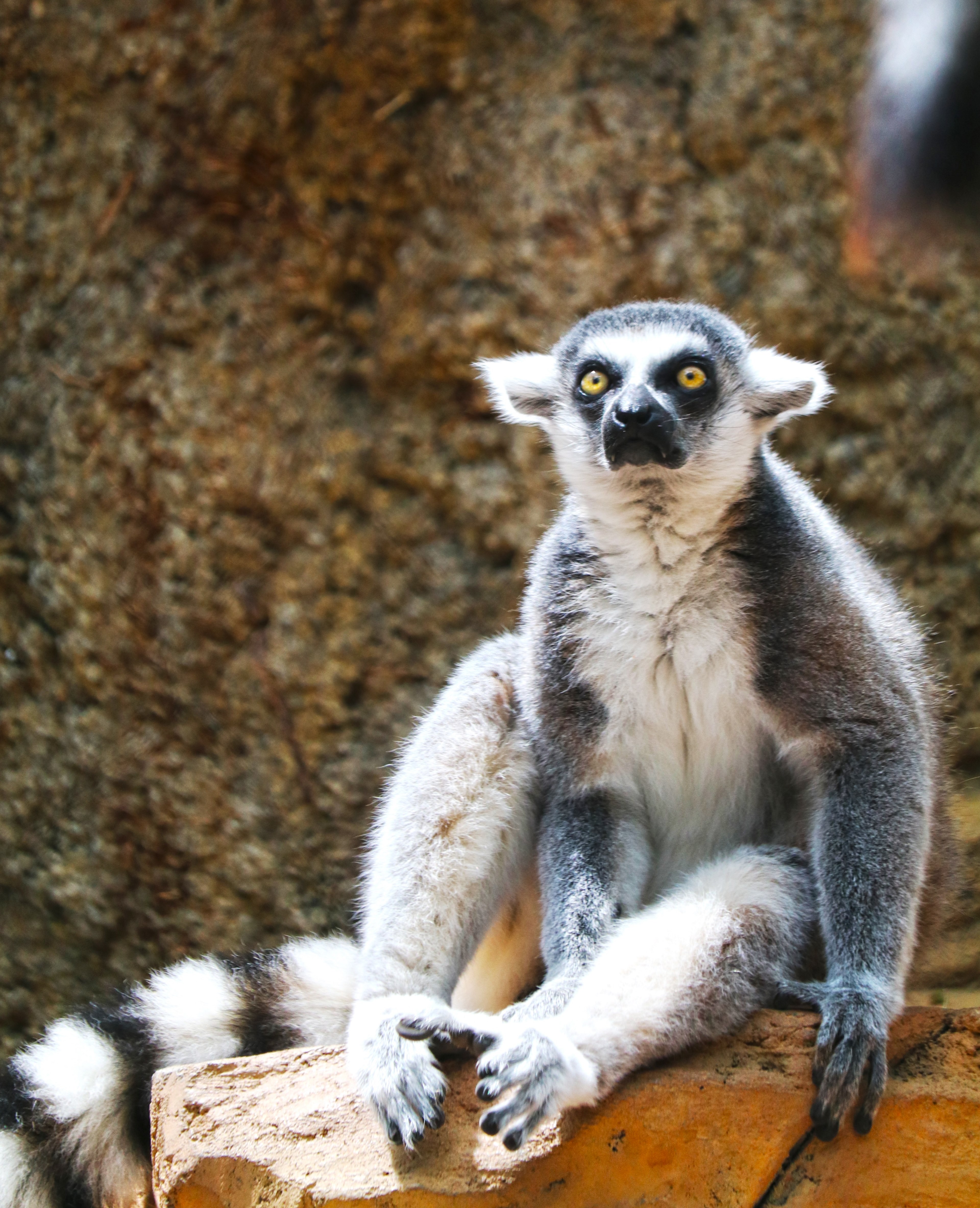 lemur time 4k Phone HD Wallpaper