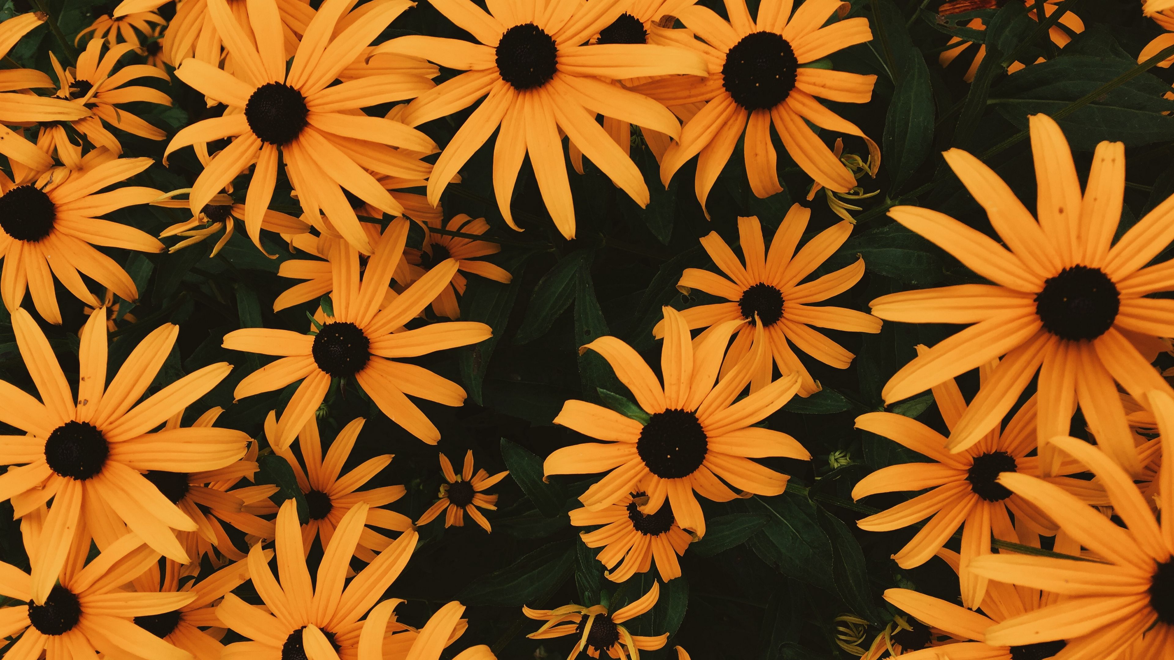 «CONEFLOWERS» HD wallpapers