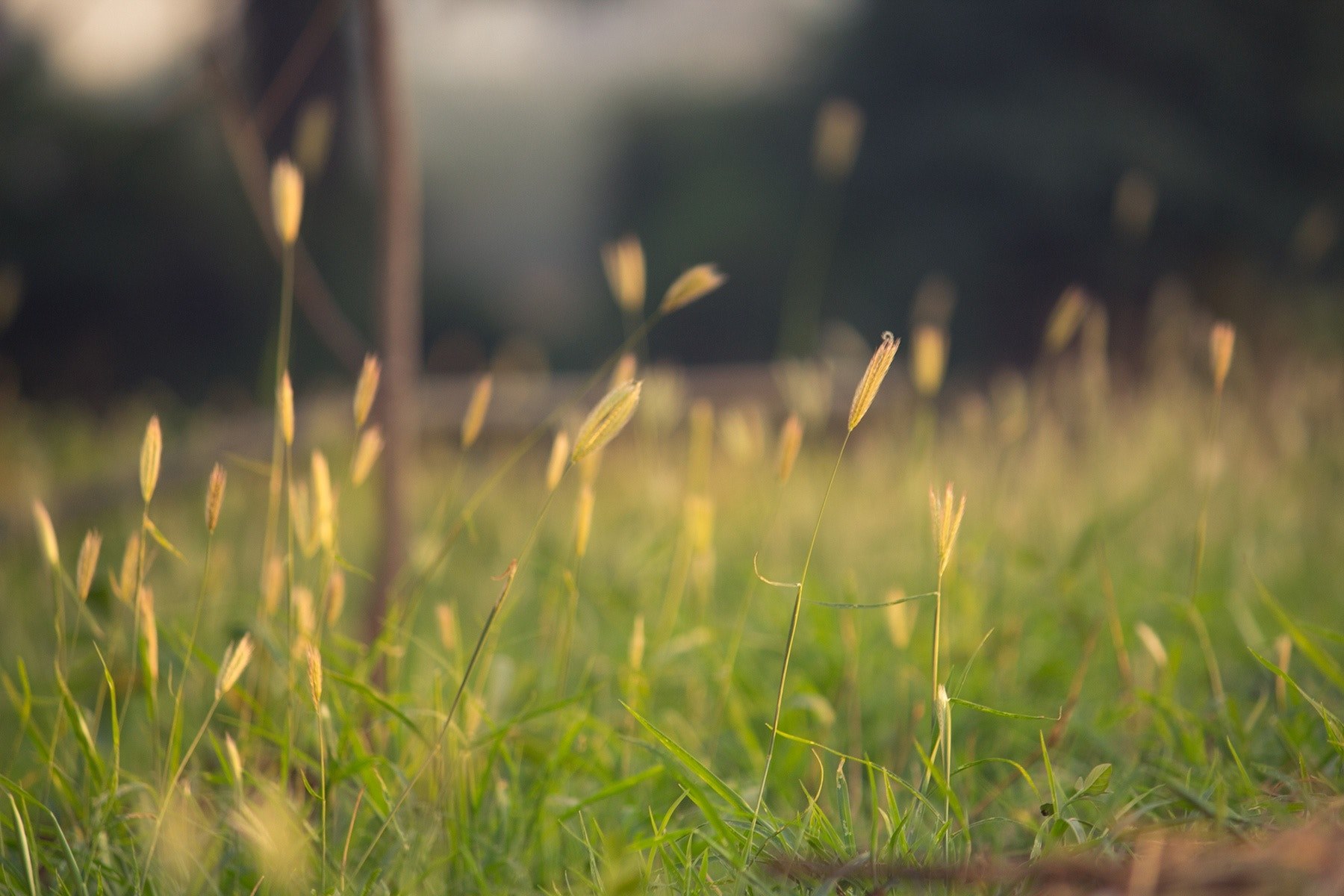 grow harvest closeup and lawn 4k HD Wallpaper
