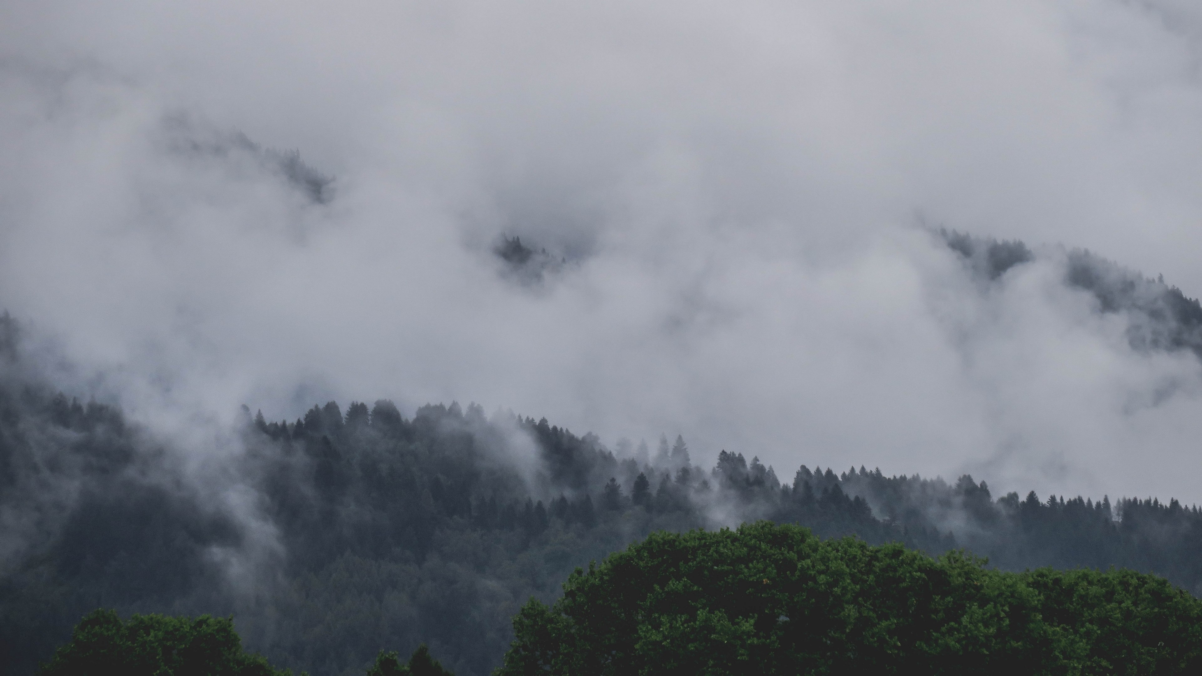 heavy fog rolling down a wooded slope in innsbruck, travel far to see ...
