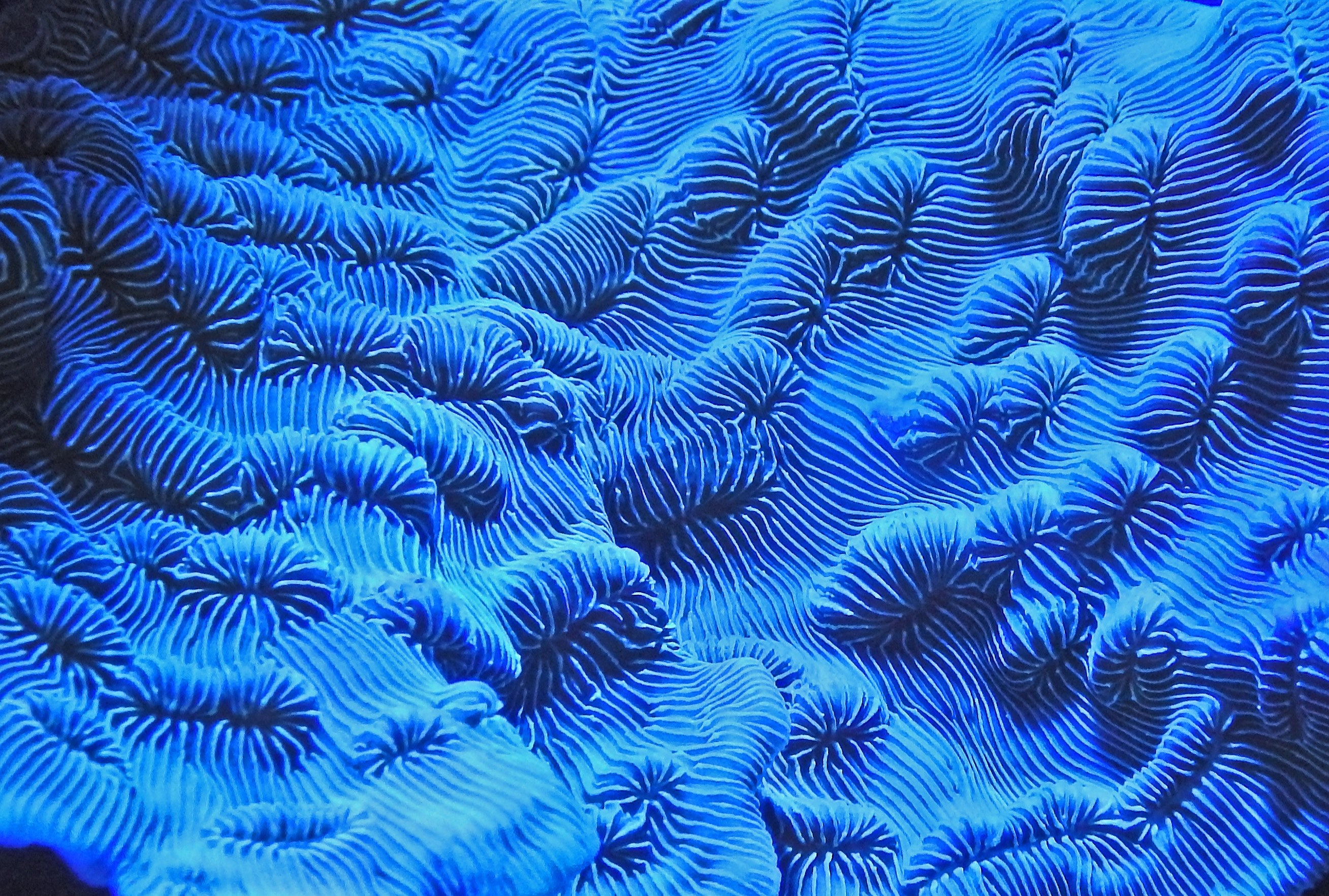 bioluminescent coral 2 4k HD Wallpaper