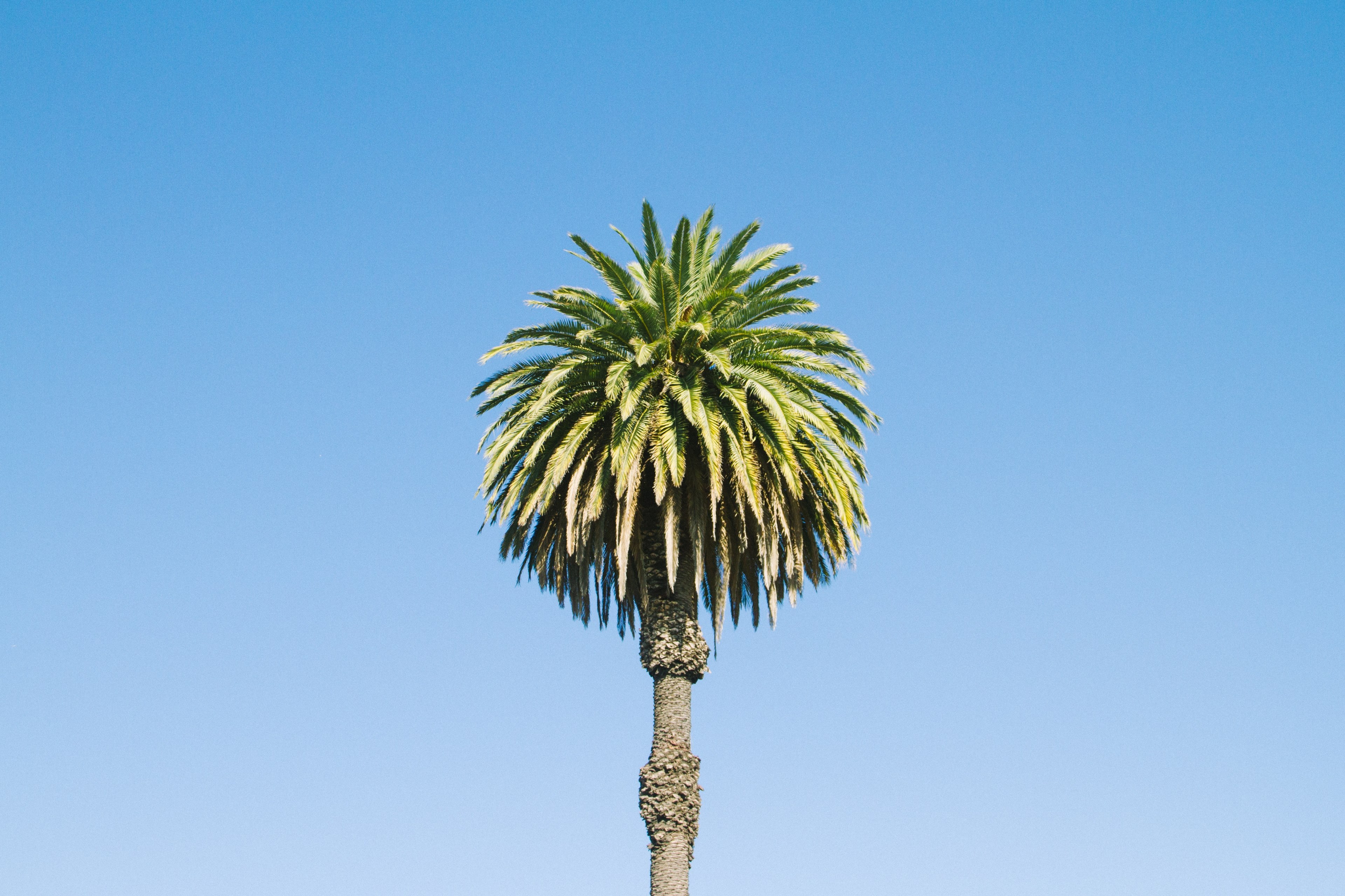 lone palm tree 4k HD Wallpaper