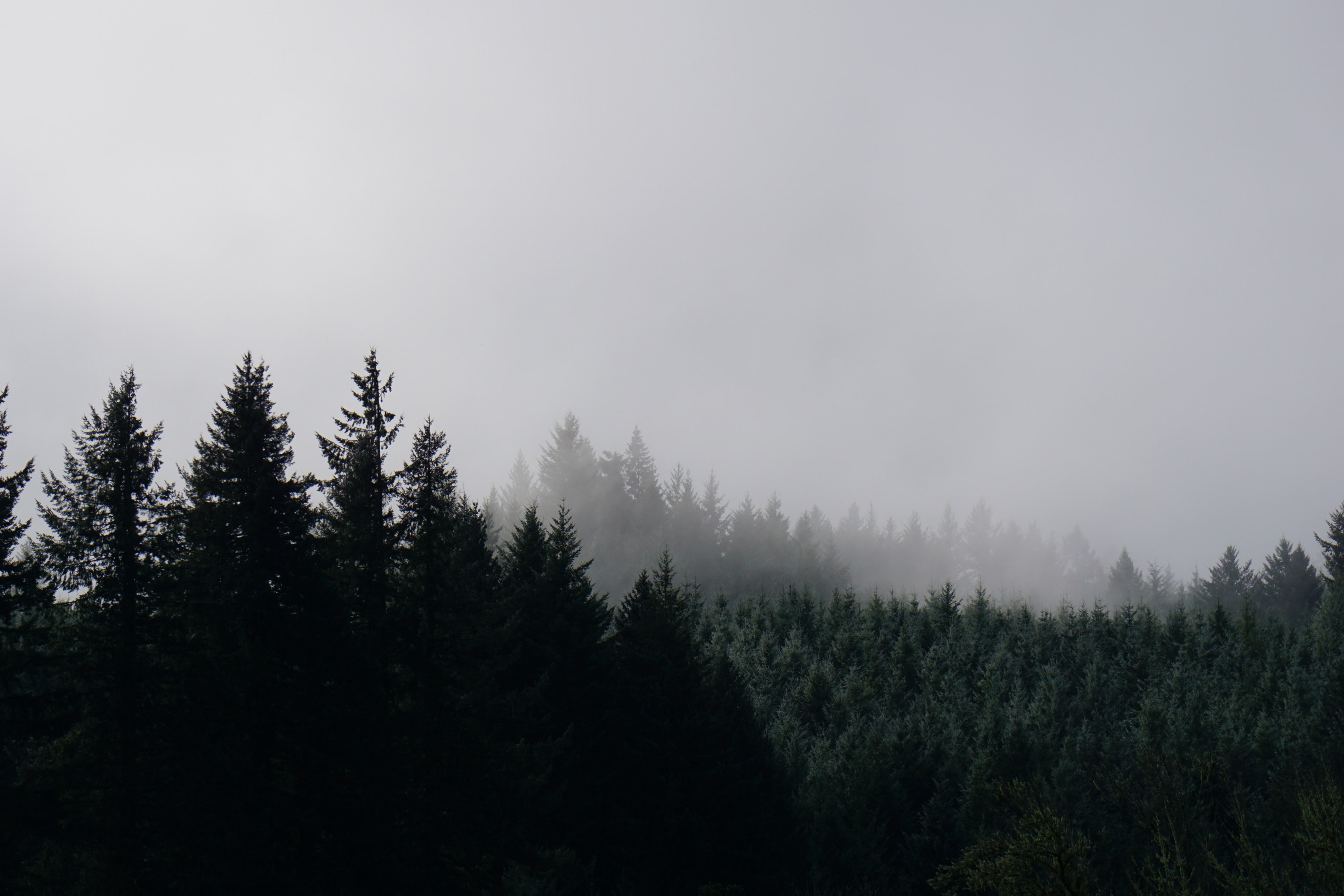 tree woodland forest and cloud 4k HD Wallpaper