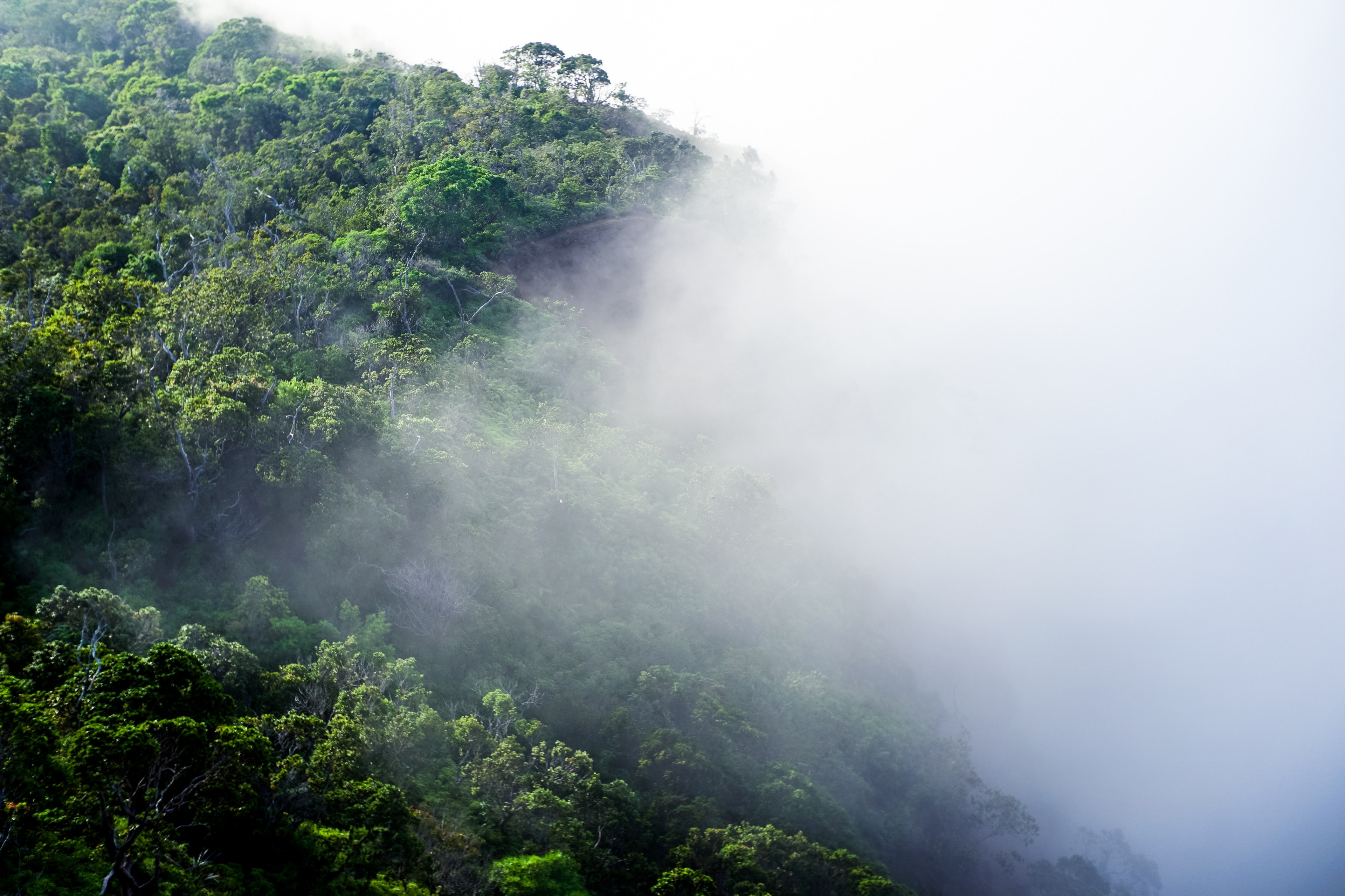 scenic tree fog and mist 4k HD Wallpaper