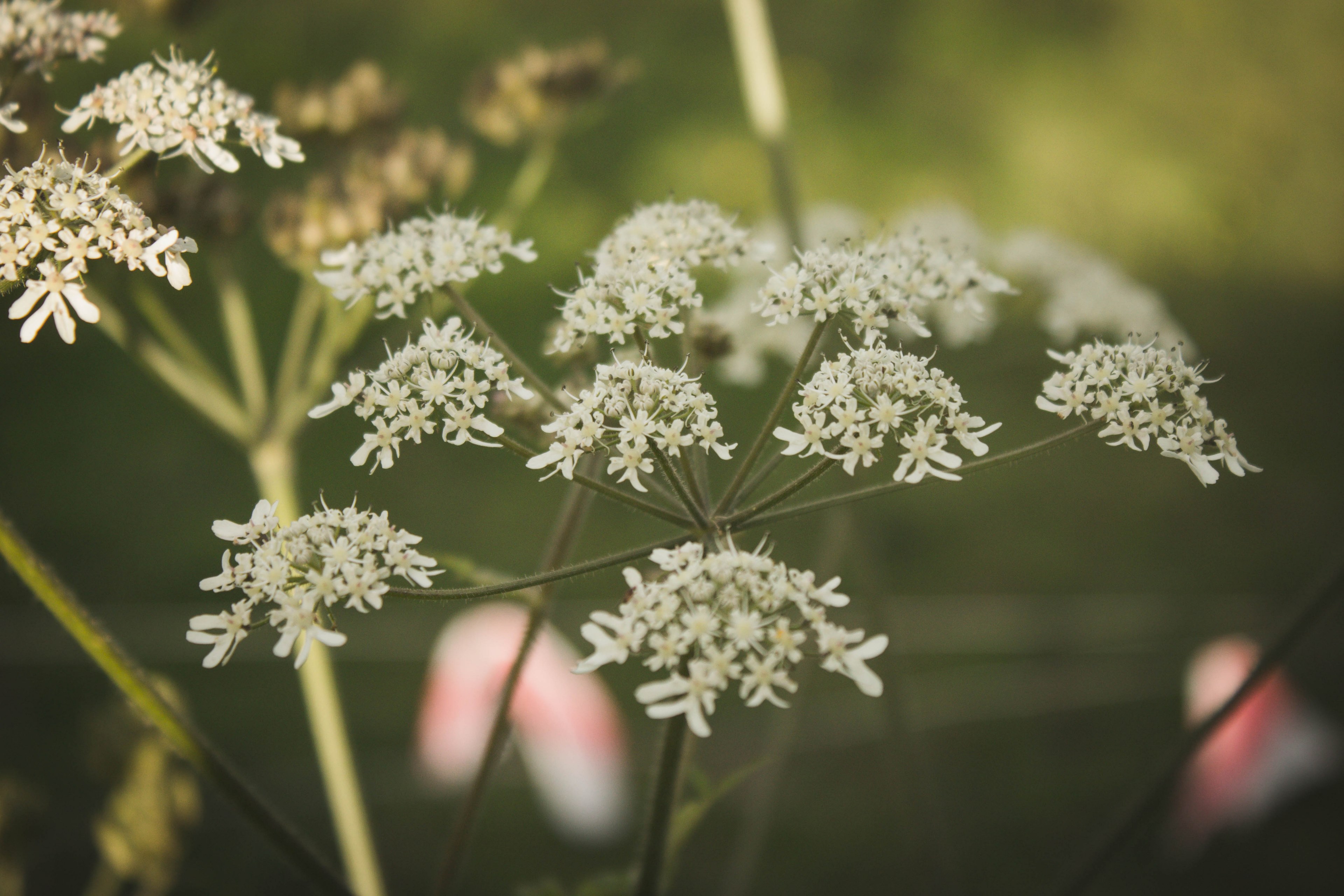 little flowers 4k HD Wallpaper