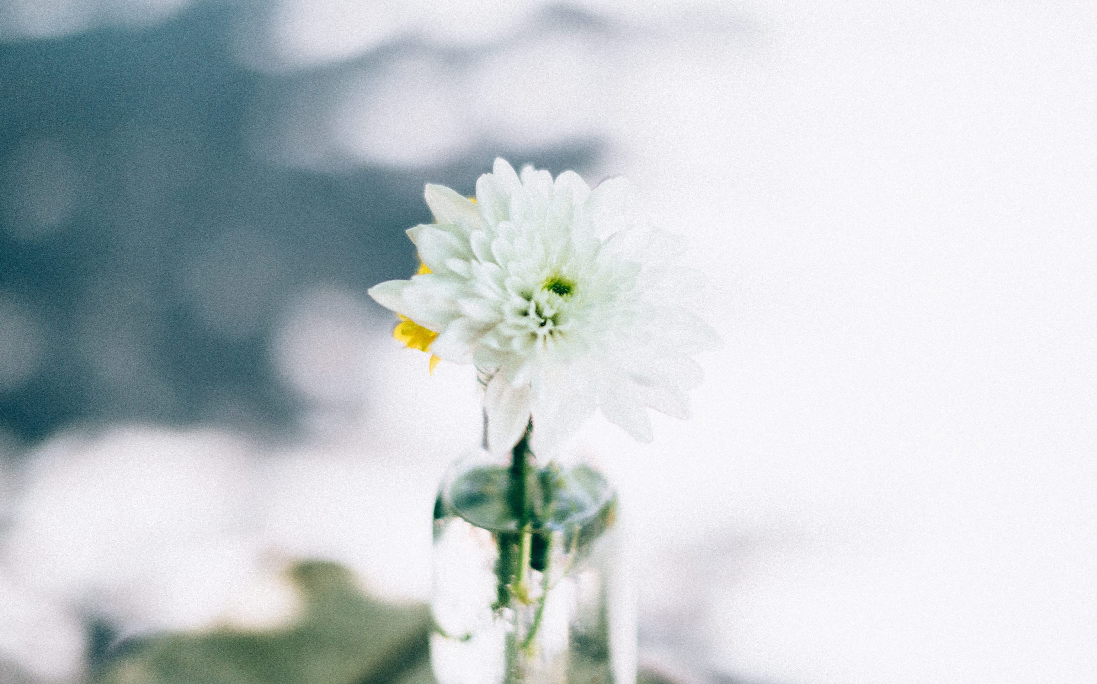 botanical urban gardening minimalism and nordic 4k HD Wallpaper