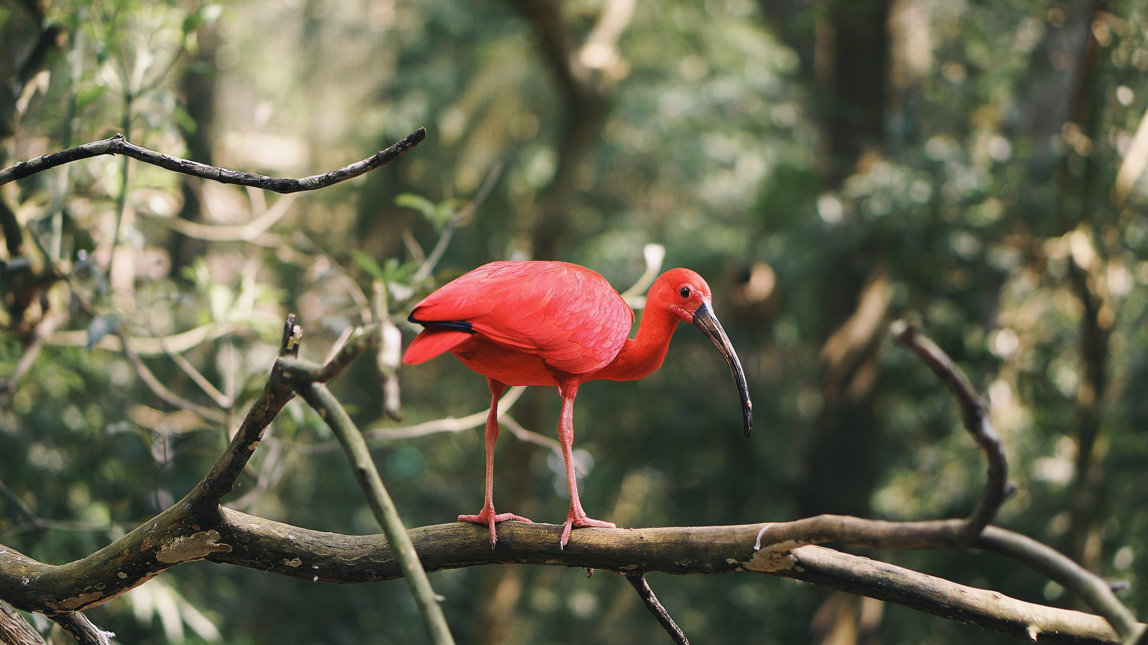 a large red bird with a long beak perched on a branch, long beaked red ...