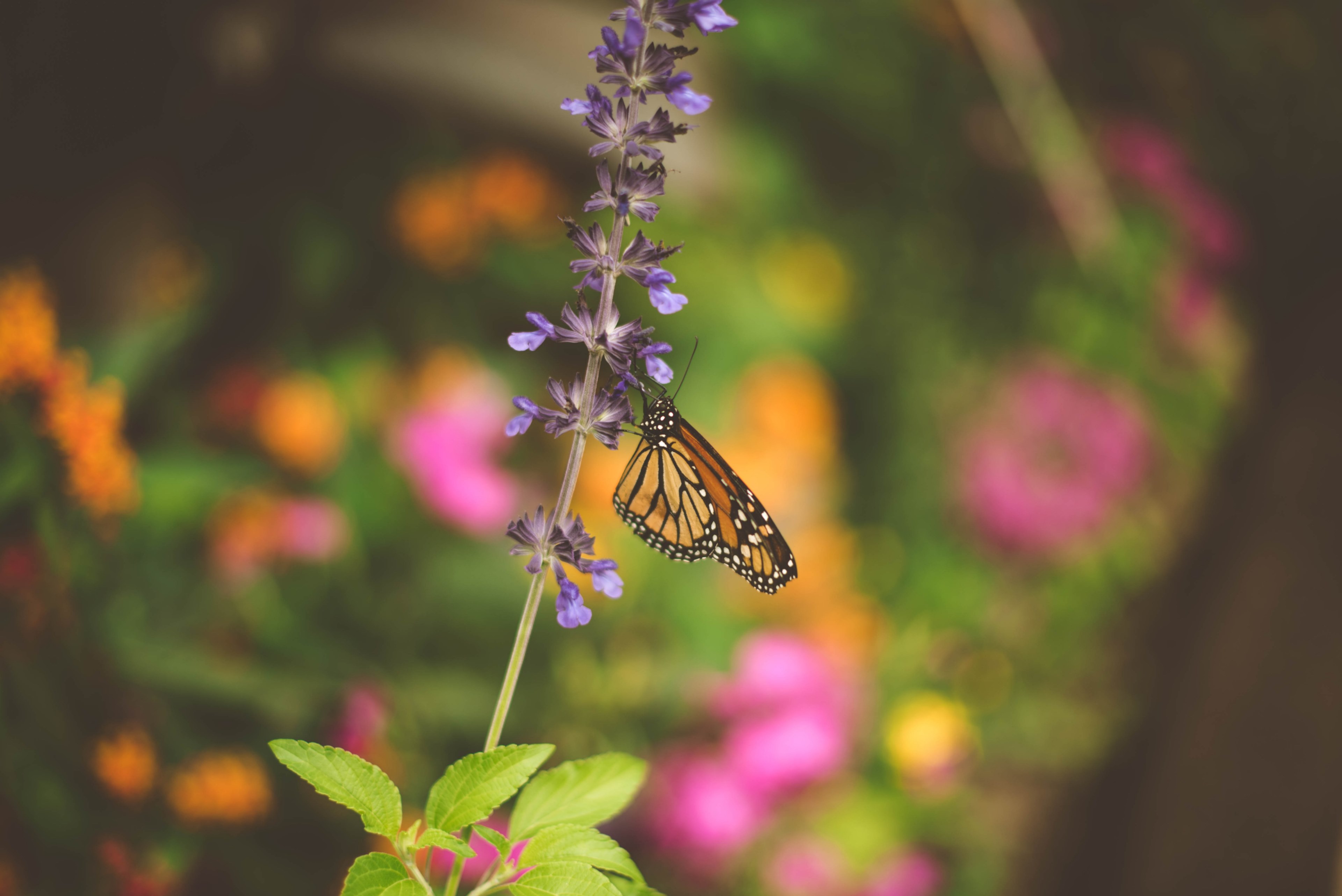 Wallpaper ID: 249198 / monarch butterfly 4k wallpaper free download