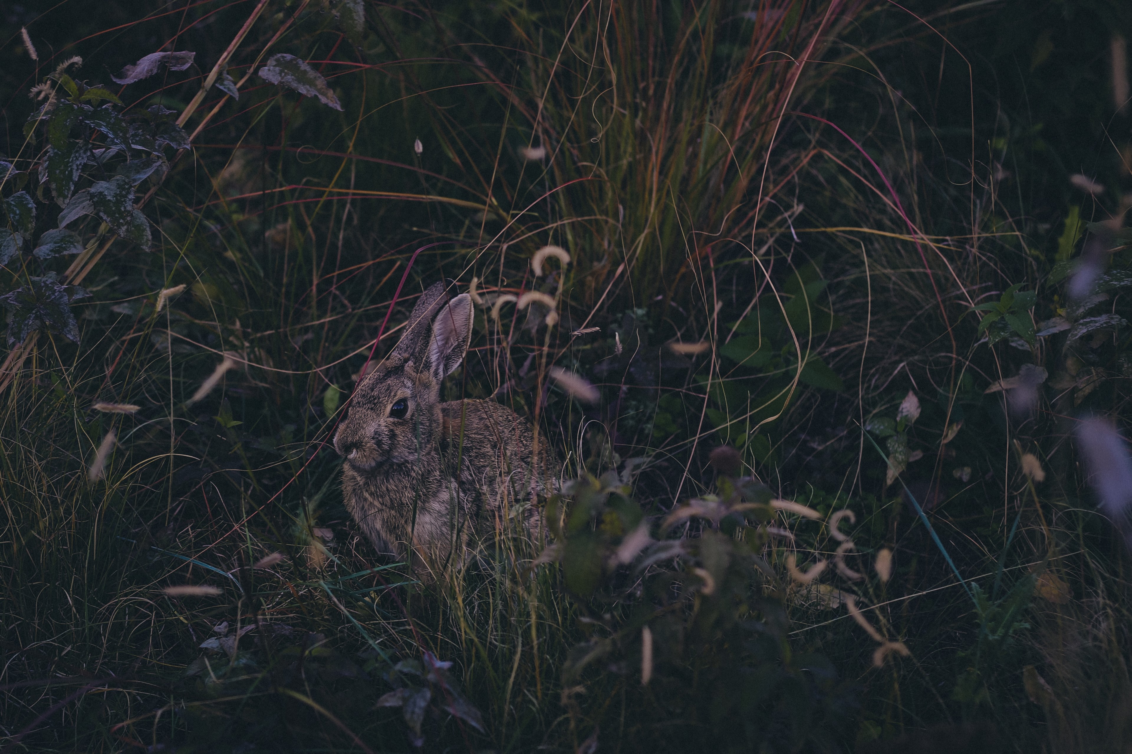 flora 4k HD Wallpaper