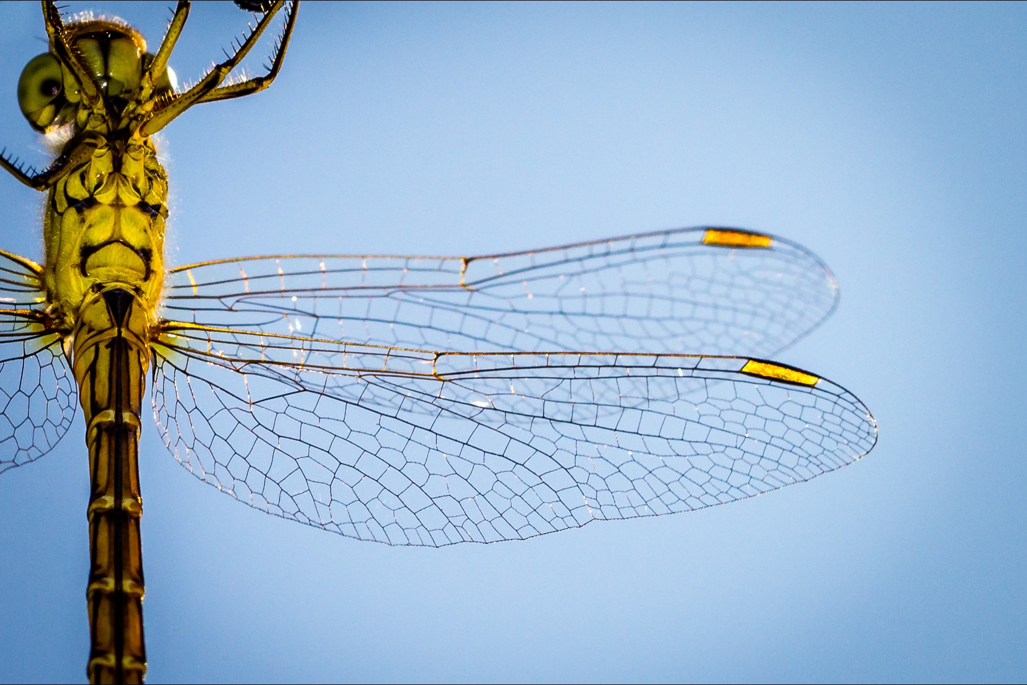 macro of yellow dragonfly thorax from below with transparent wings ...