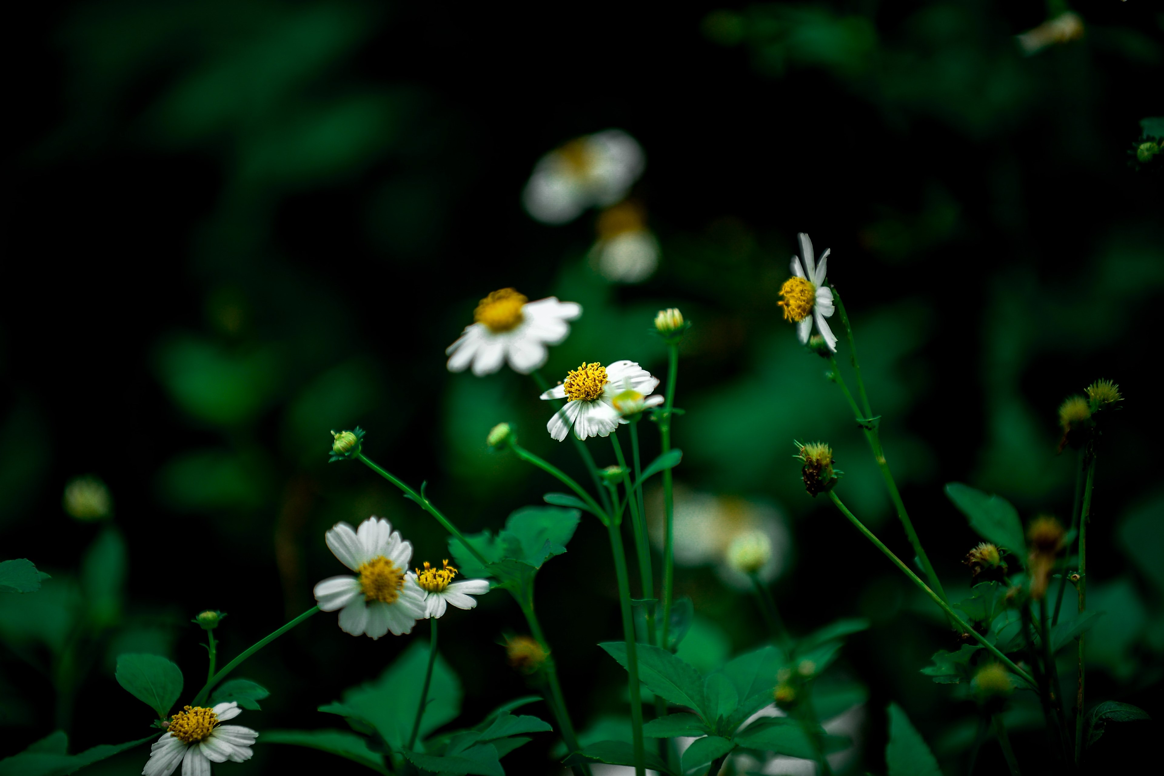 field of wild daisies grow outside a home, marguerite 4k HD Wallpaper