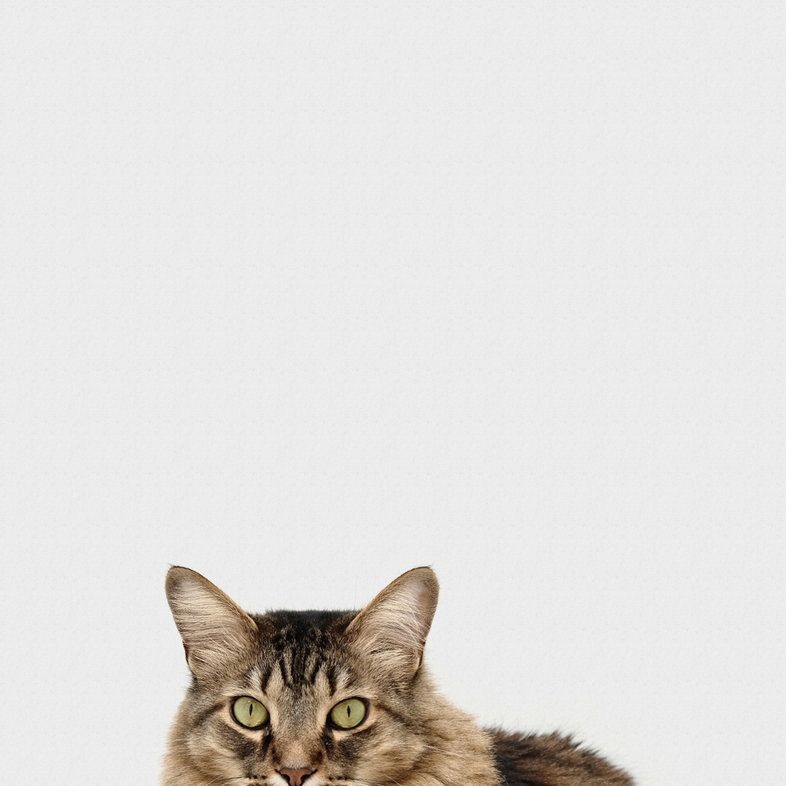 minimal cat animal and gato 4k HD Wallpaper