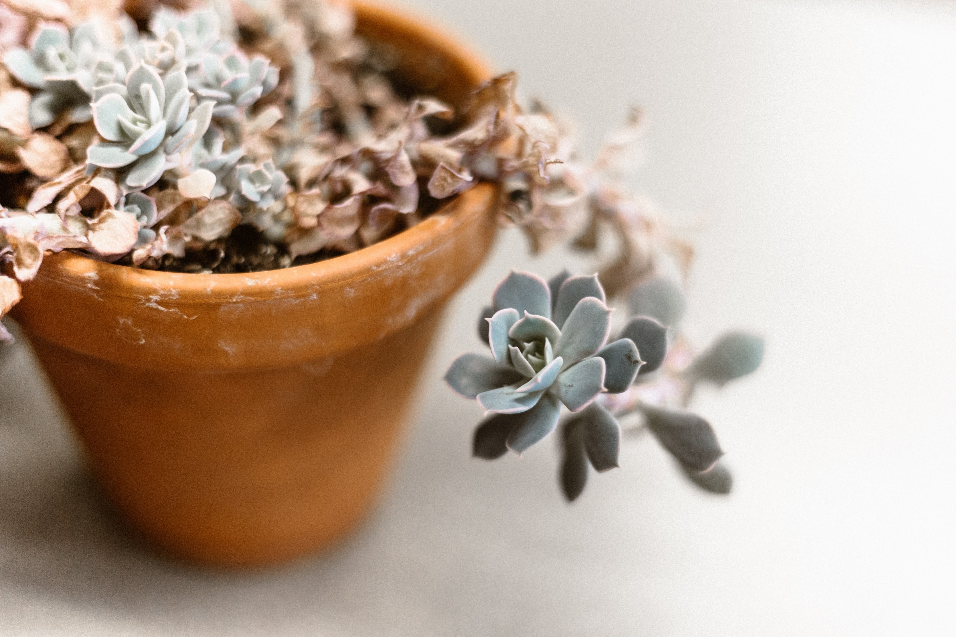 minimal pot potted plant and succulent 4k HD Wallpaper