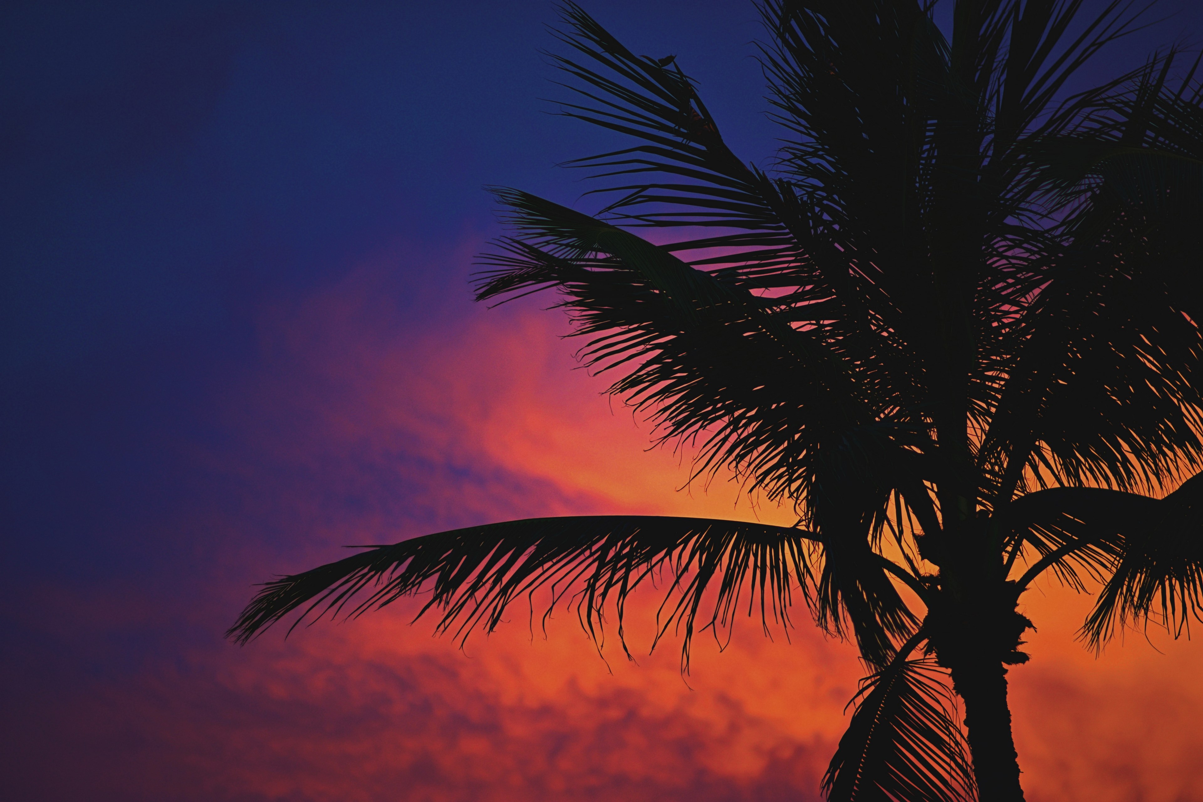 Palm Fire 4K Hd Wallpaper