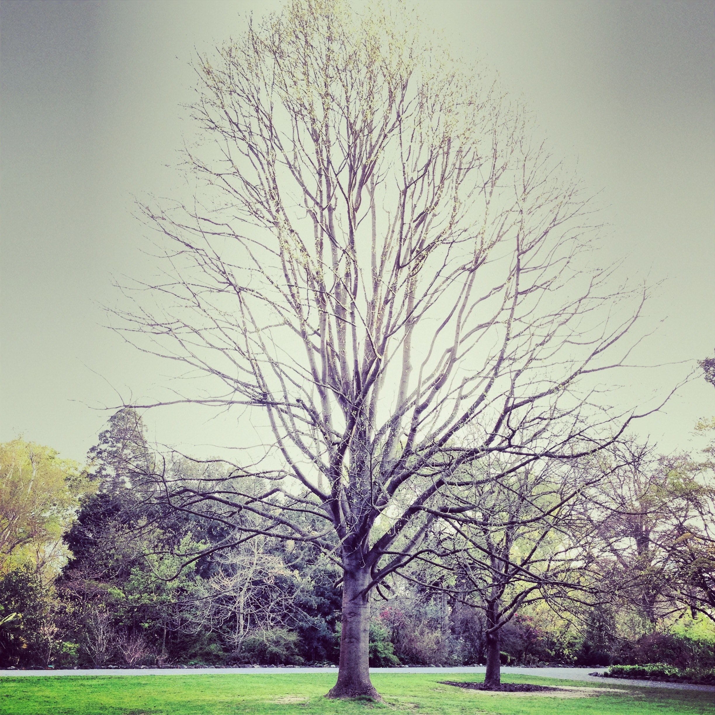 Bare Trees Wallpaper