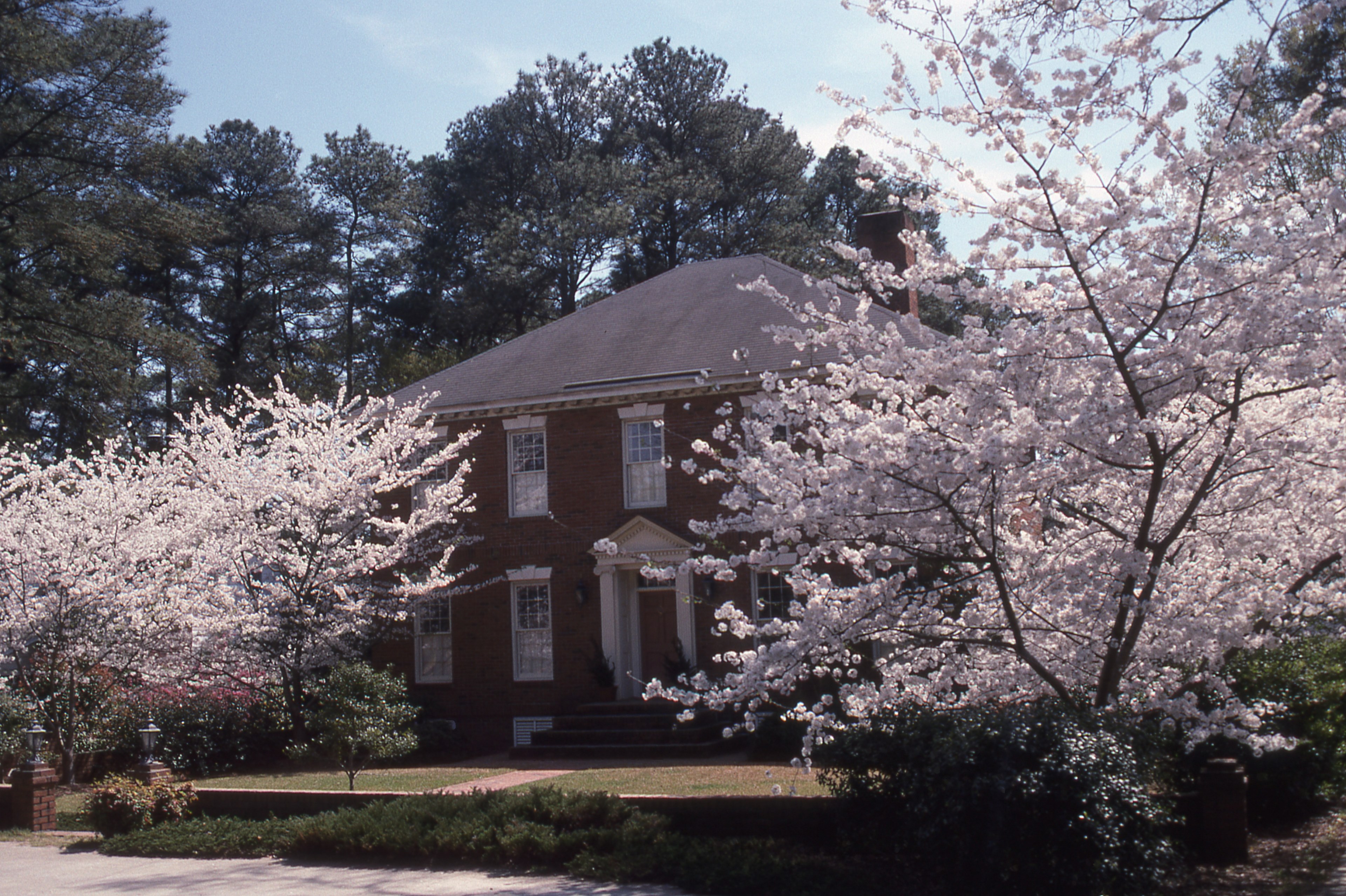 forest acres columbia 4k HD Wallpaper